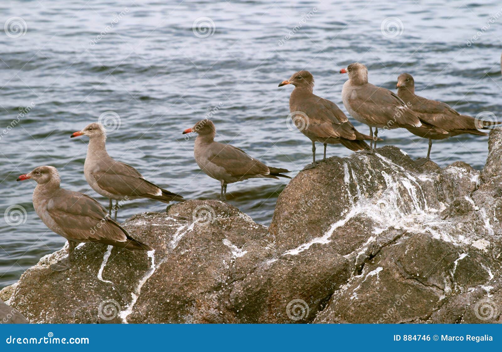 Seabirds on rocks stock photo. Image of seagulls, rocky - 884746