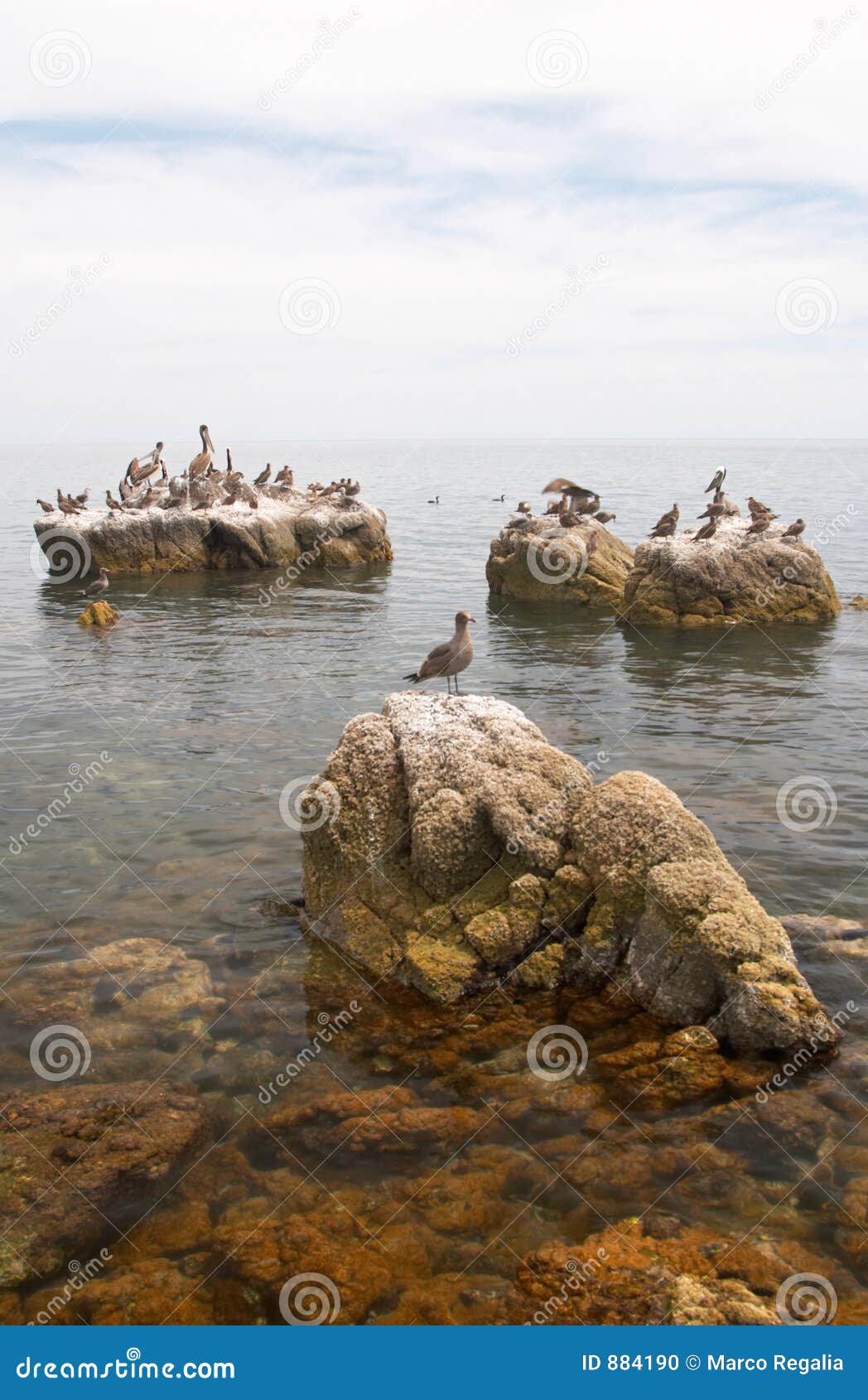 Seabirds on rocks in sea stock photo. Image of wildlife - 884190