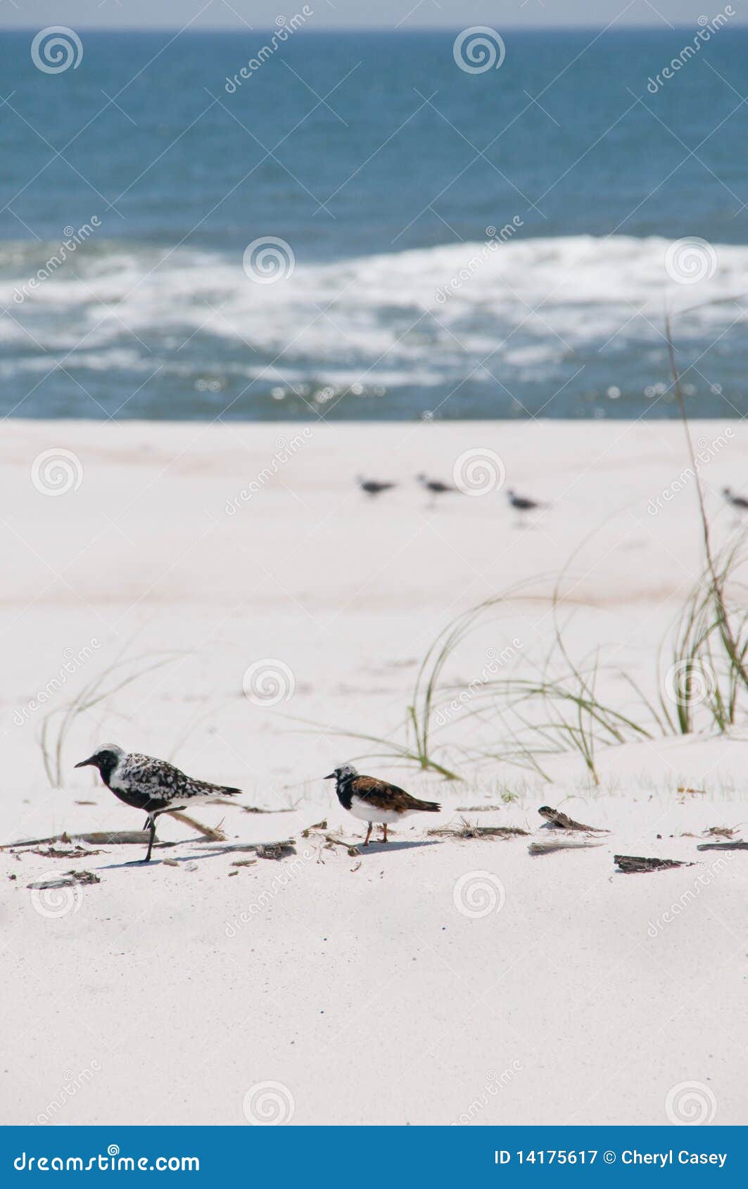 Seabirds on seashore stock image. Image of nature, perdido - 14175617
