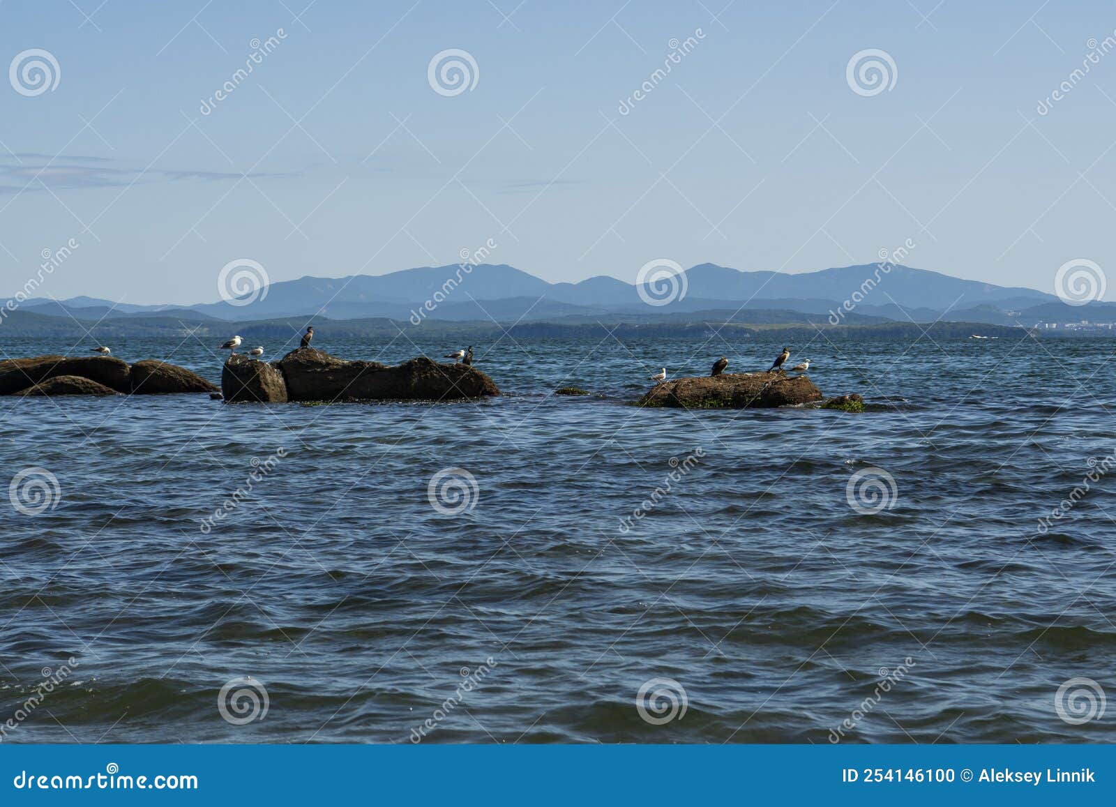 Seabirds sit on rocks stock photo. Image of bird, coast - 254146100