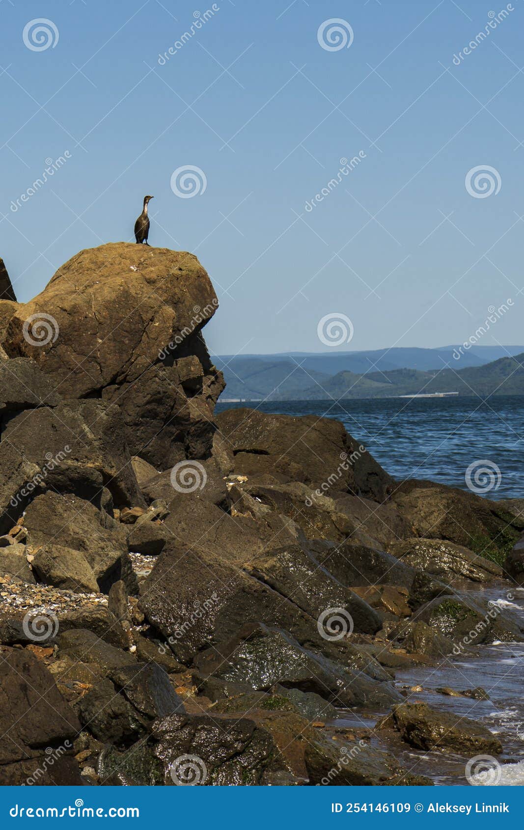Seabirds sit on rocks stock image. Image of coast, clouds - 254146109