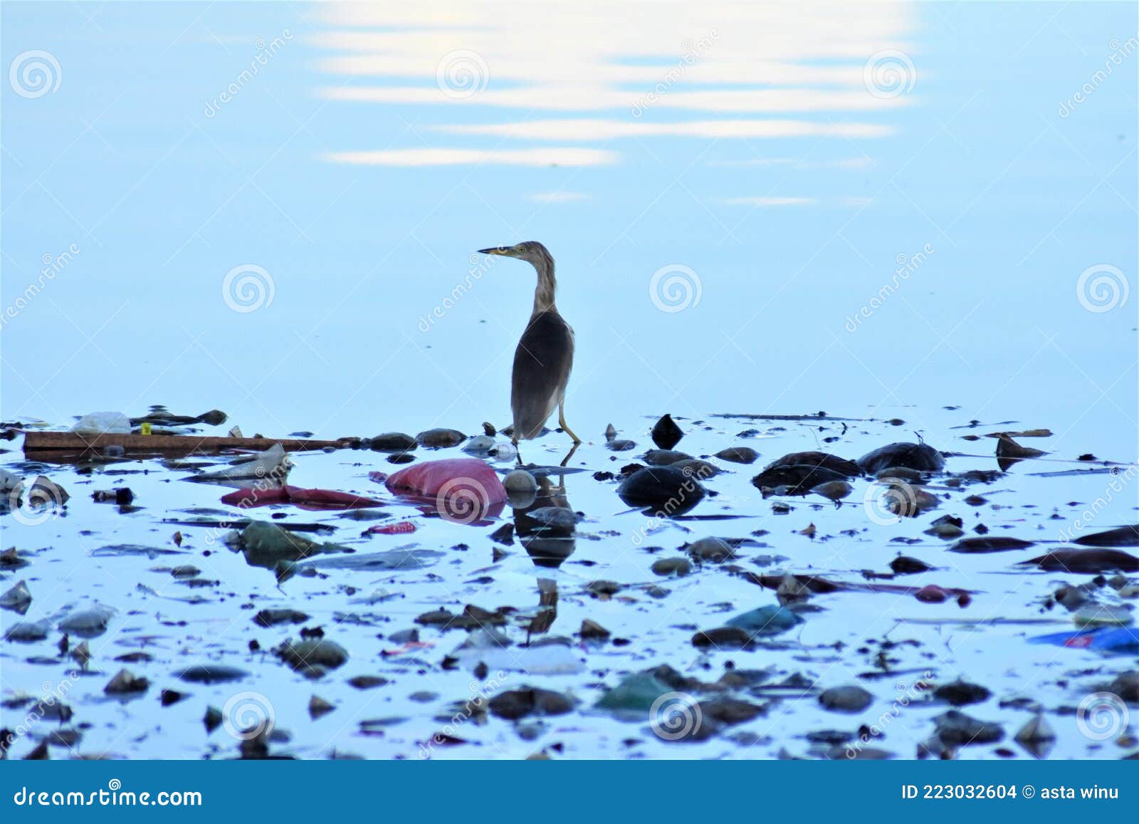 Seabirds Standing on Floating Trash Stock Photo - Image of floating ...