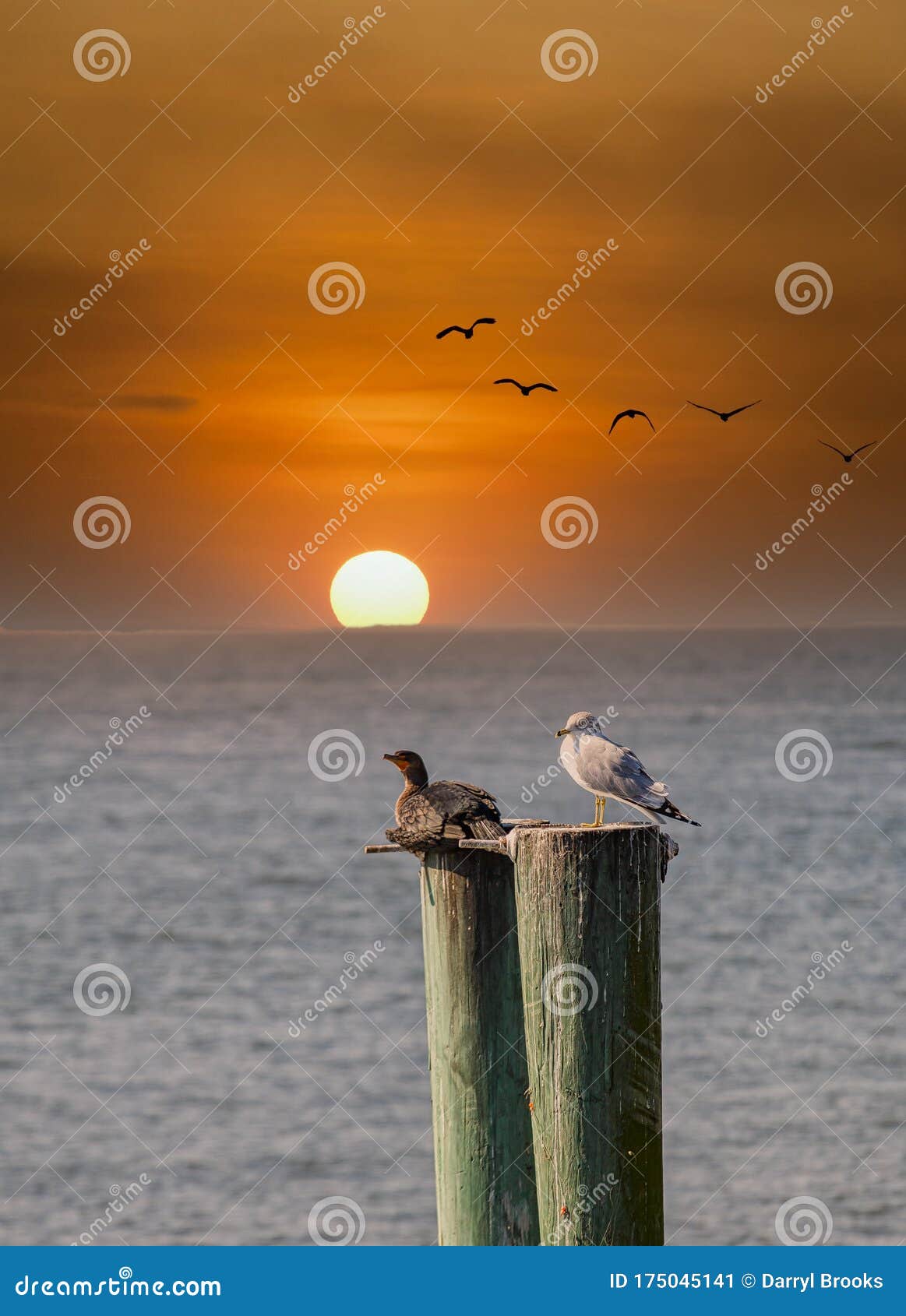 Seabirds at Sunset stock image. Image of feathers, gulls - 175045141