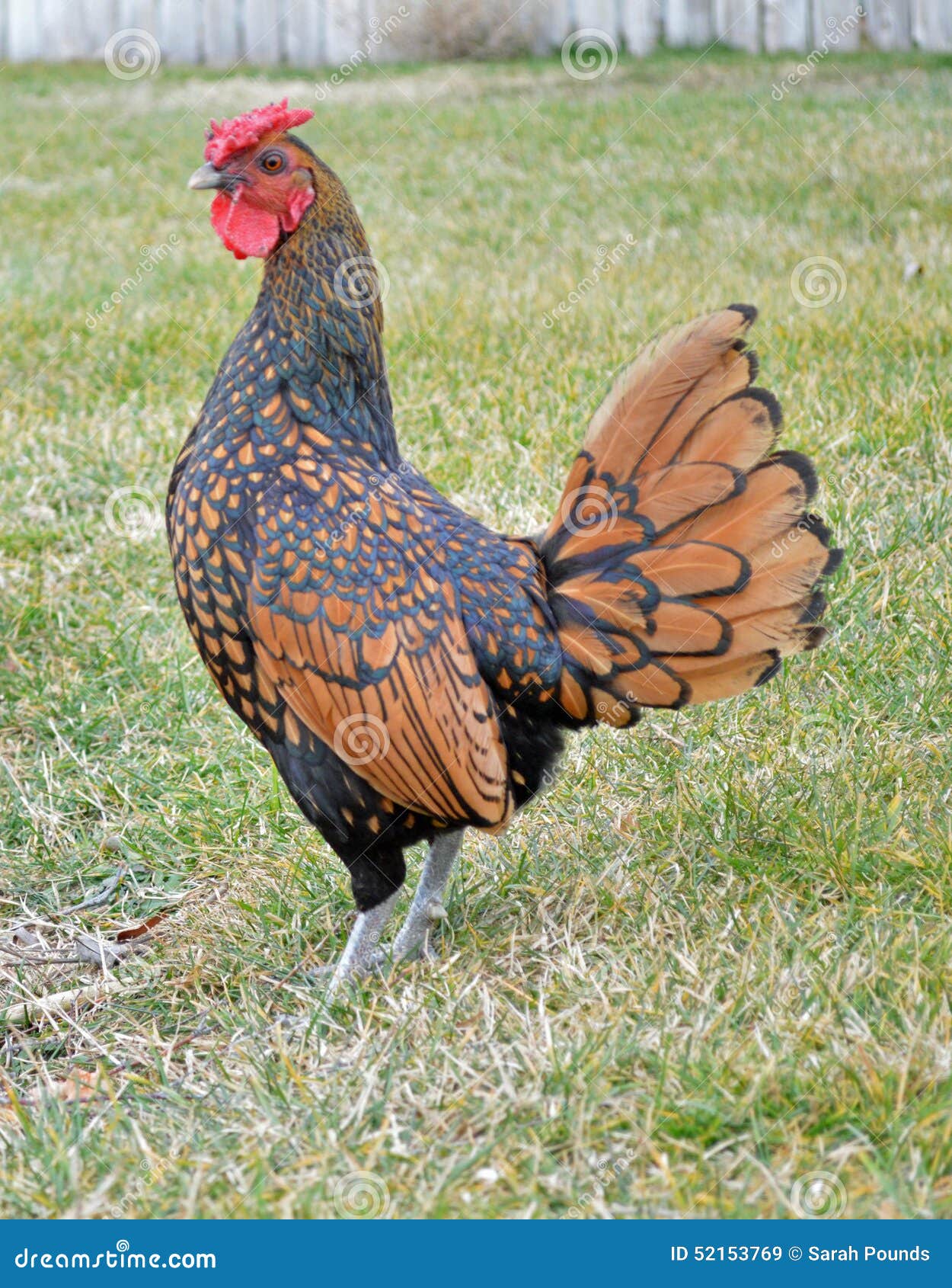 Seabright Bantam rooster stock image. Image of fall, garden - 52153769