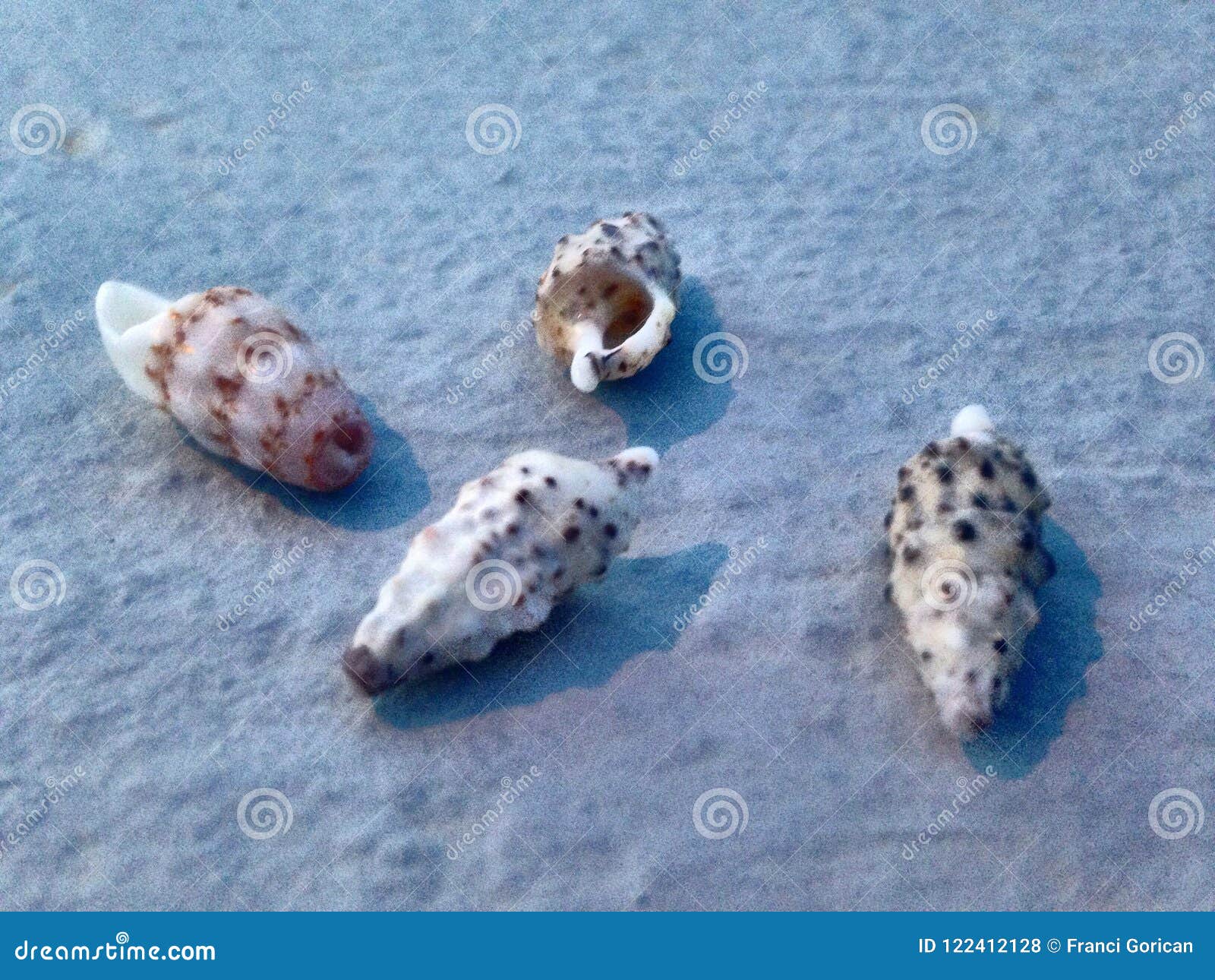 Seaclamps Stock Photos - Free & Royalty-Free Stock Photos from Dreamstime