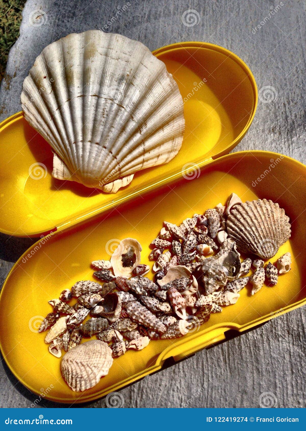 Seaclamps stock photo. Image of island, adriatic, cres - 122419274