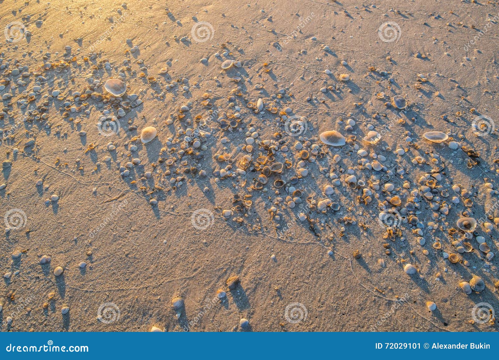 1,249 Scattered Shells Stock Photos - Free & Royalty-Free Stock Photos ...