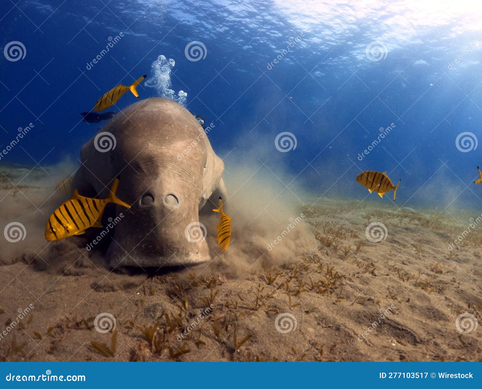 Seacow Rests in a Tranquil Underwater Setting on a Sandy Surface in ...