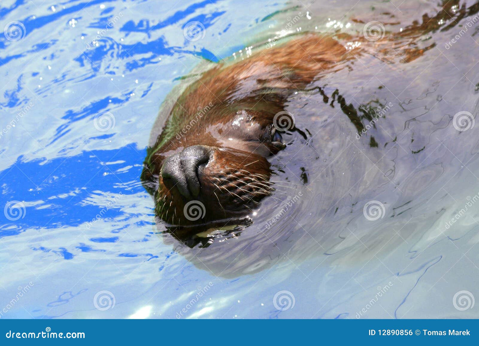 Seadog stock photo. Image of ripple, seal, legs, body - 12890856