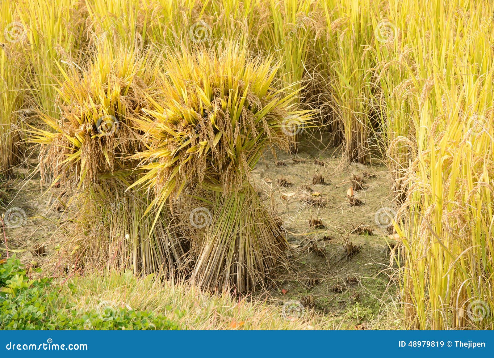 Seaf of full ripen rice stock image. Image of food, detail - 48979819