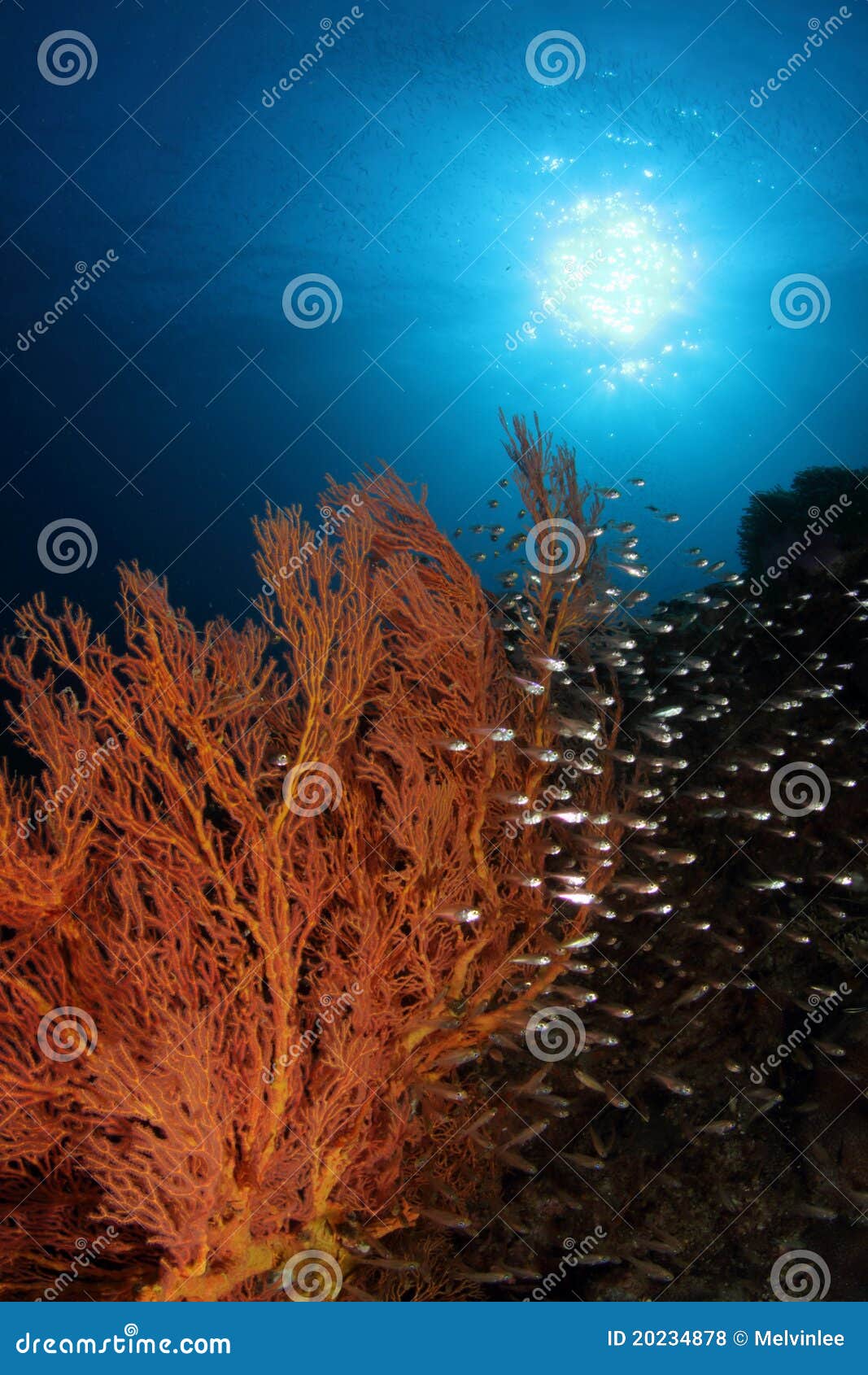 Seafan and Fish with Sun Ray Stock Photo - Image of seafan, undersea ...