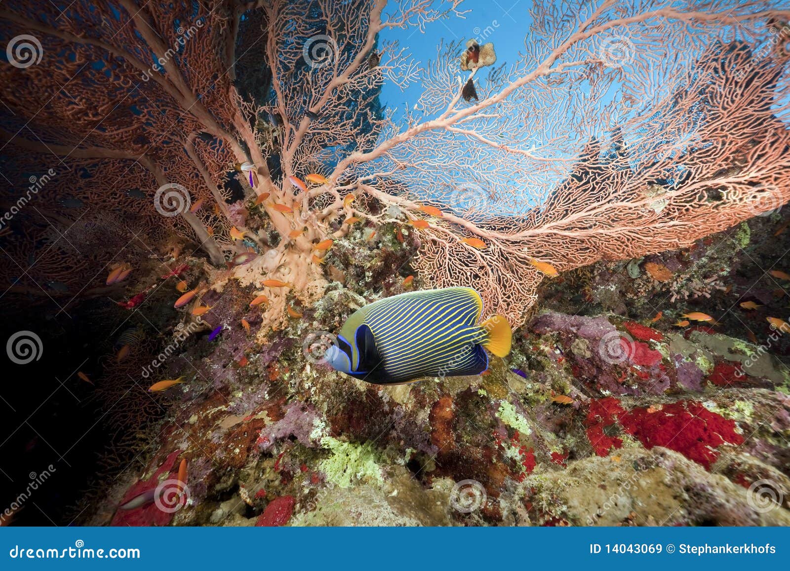 Seafan, ocean and fish stock image. Image of reef, marine - 14043069