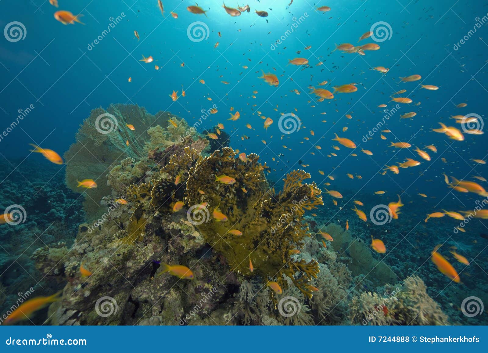 Seafan, ocean and fish stock photo. Image of fish, tropical - 7244888