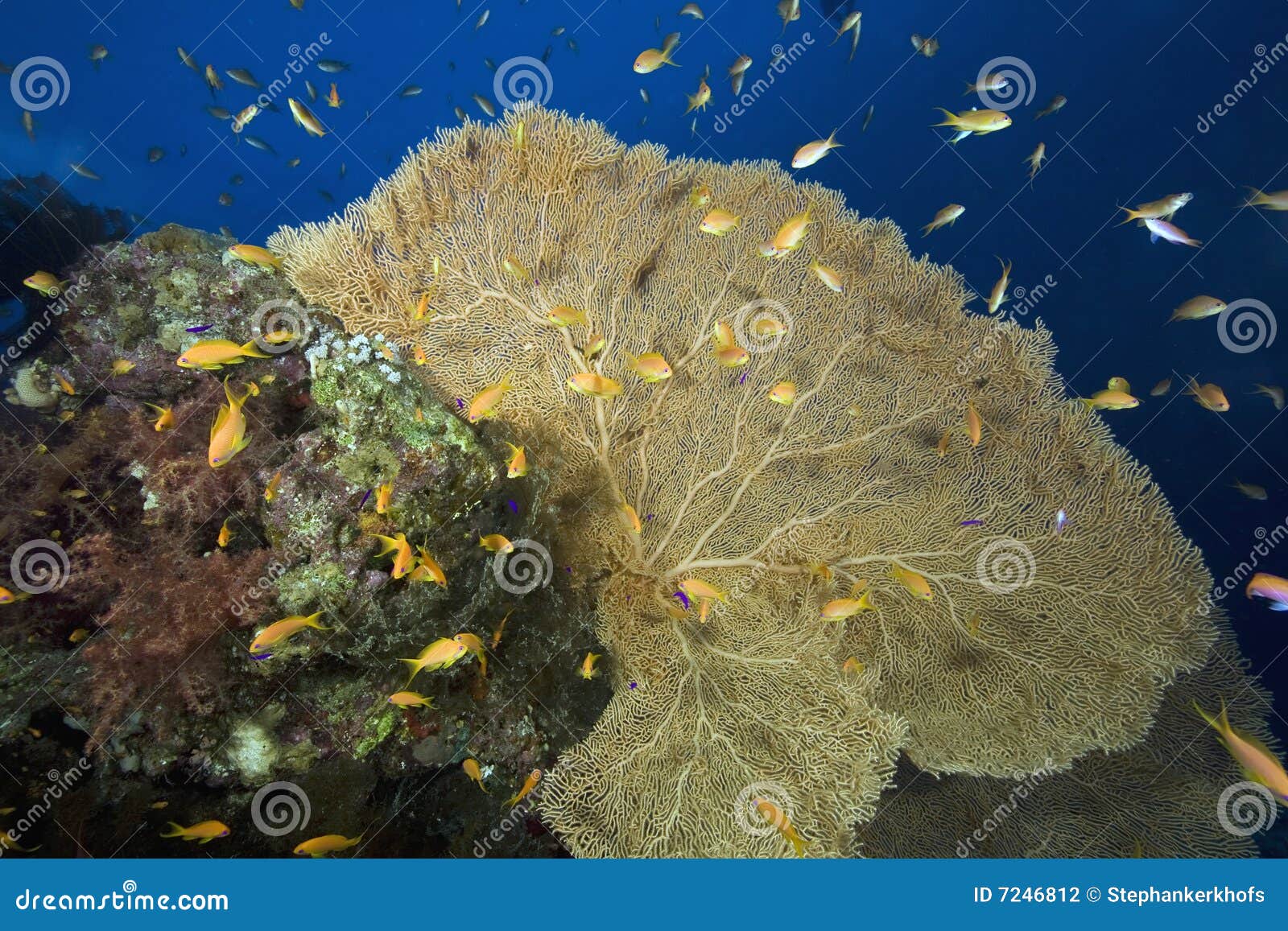 Seafan, ocean and fish stock photo. Image of colorful - 7246812