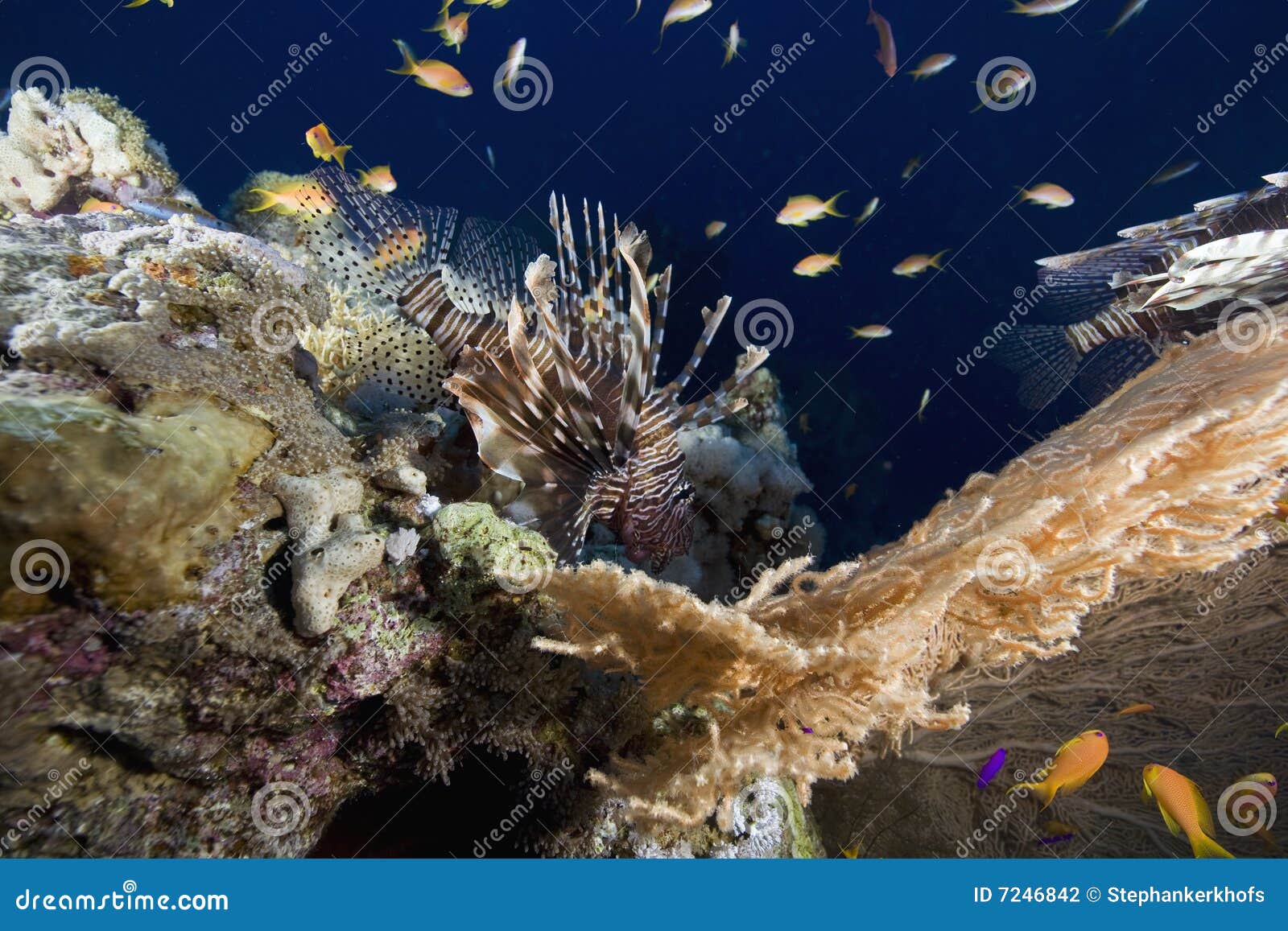 Seafan, ocean and fish stock photo. Image of places, animal - 7246842