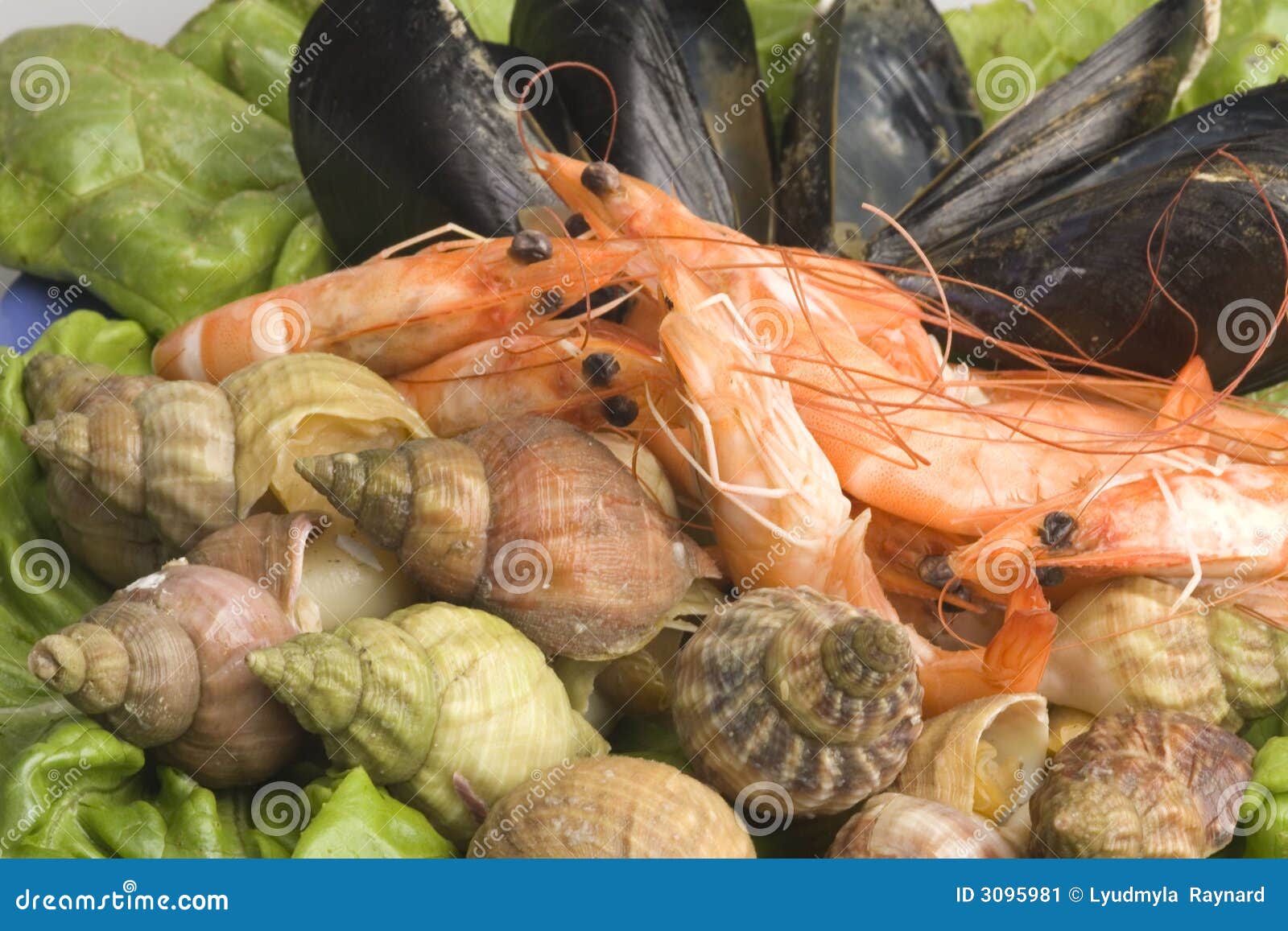 Seafood stock image. Image of ingredient, white, eating - 3095981