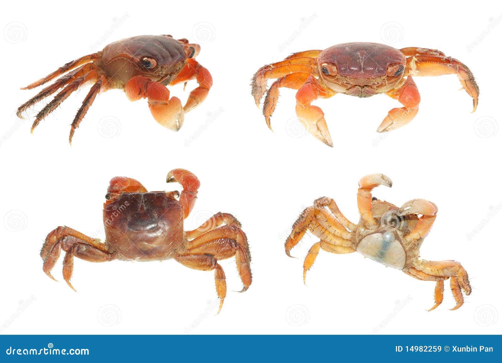Seafood Animal Crab Set Collection Stock Image - Image of marine, food ...