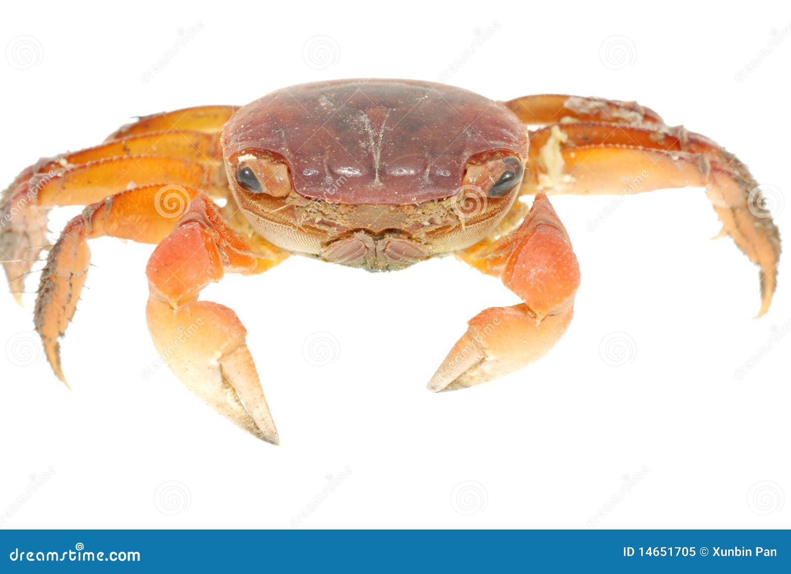 Seafood Animal Red Crab Isolated Stock Image - Image of dungeness ...