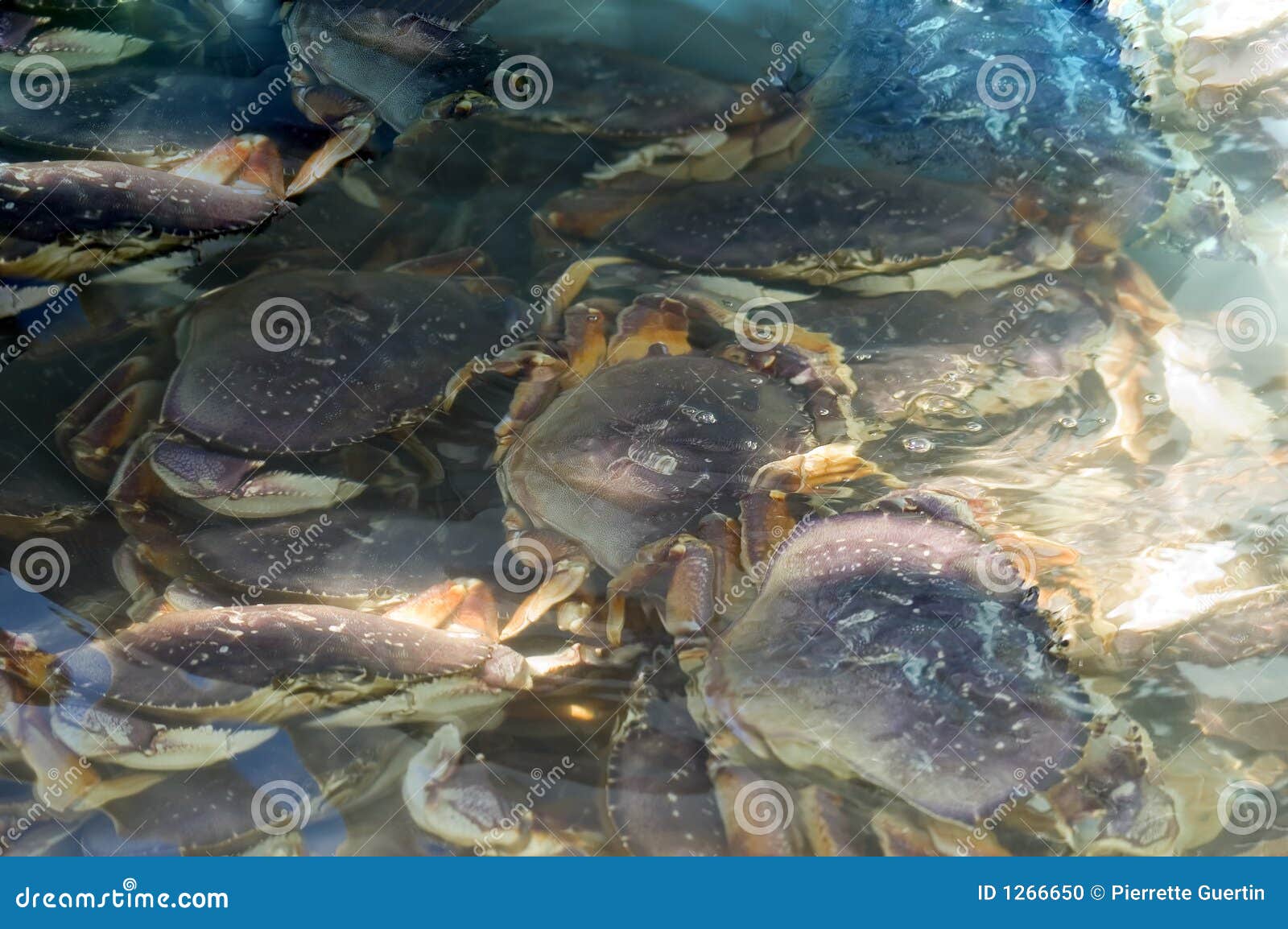 Seafood background stock photo. Image of shell, animals - 1266650