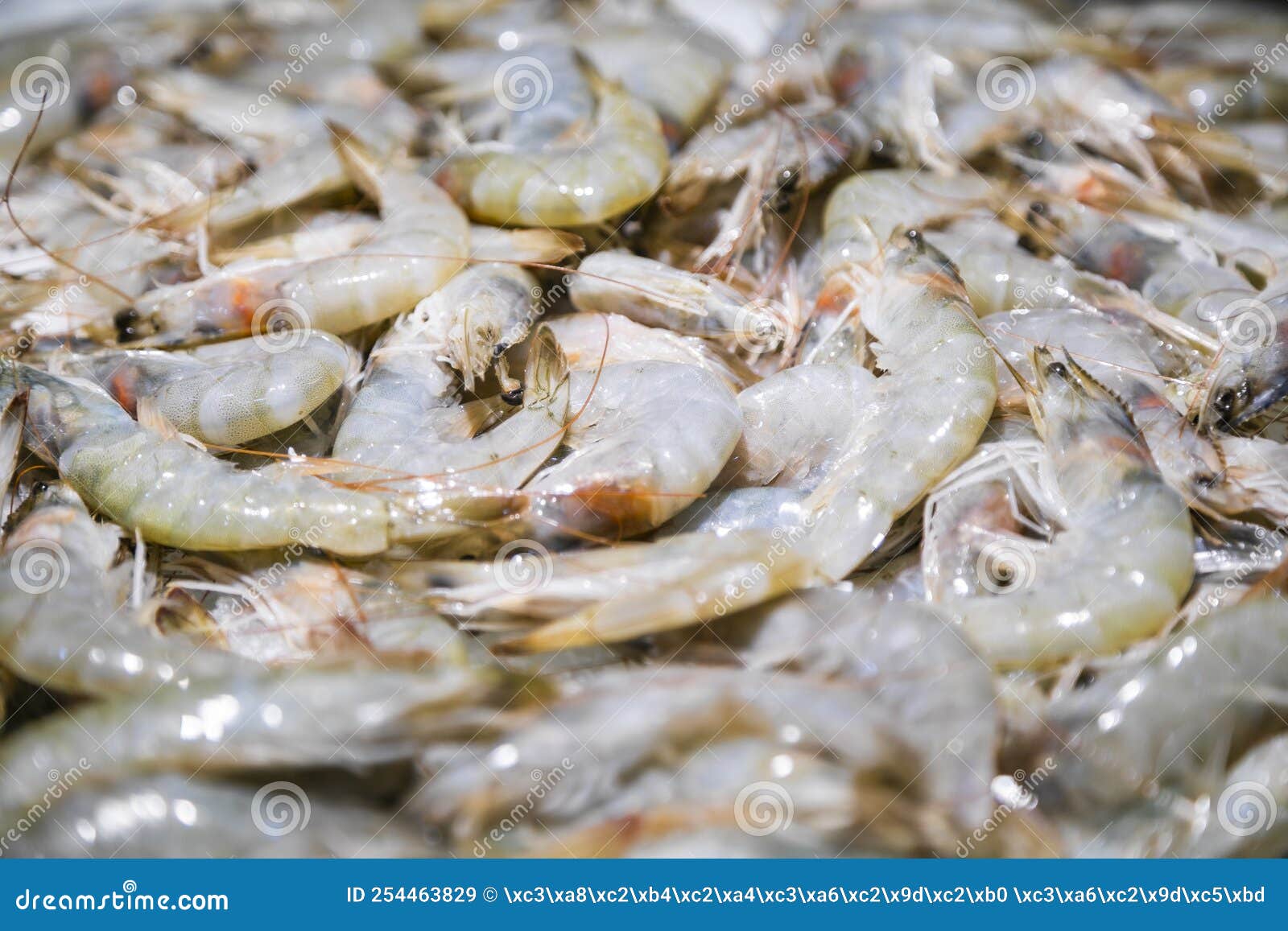 The Seafood in the Cafeteria Stock Image - Image of dish, frosted ...