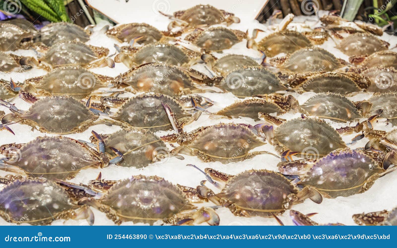 The Seafood in the Cafeteria Stock Photo - Image of meal, frosted ...