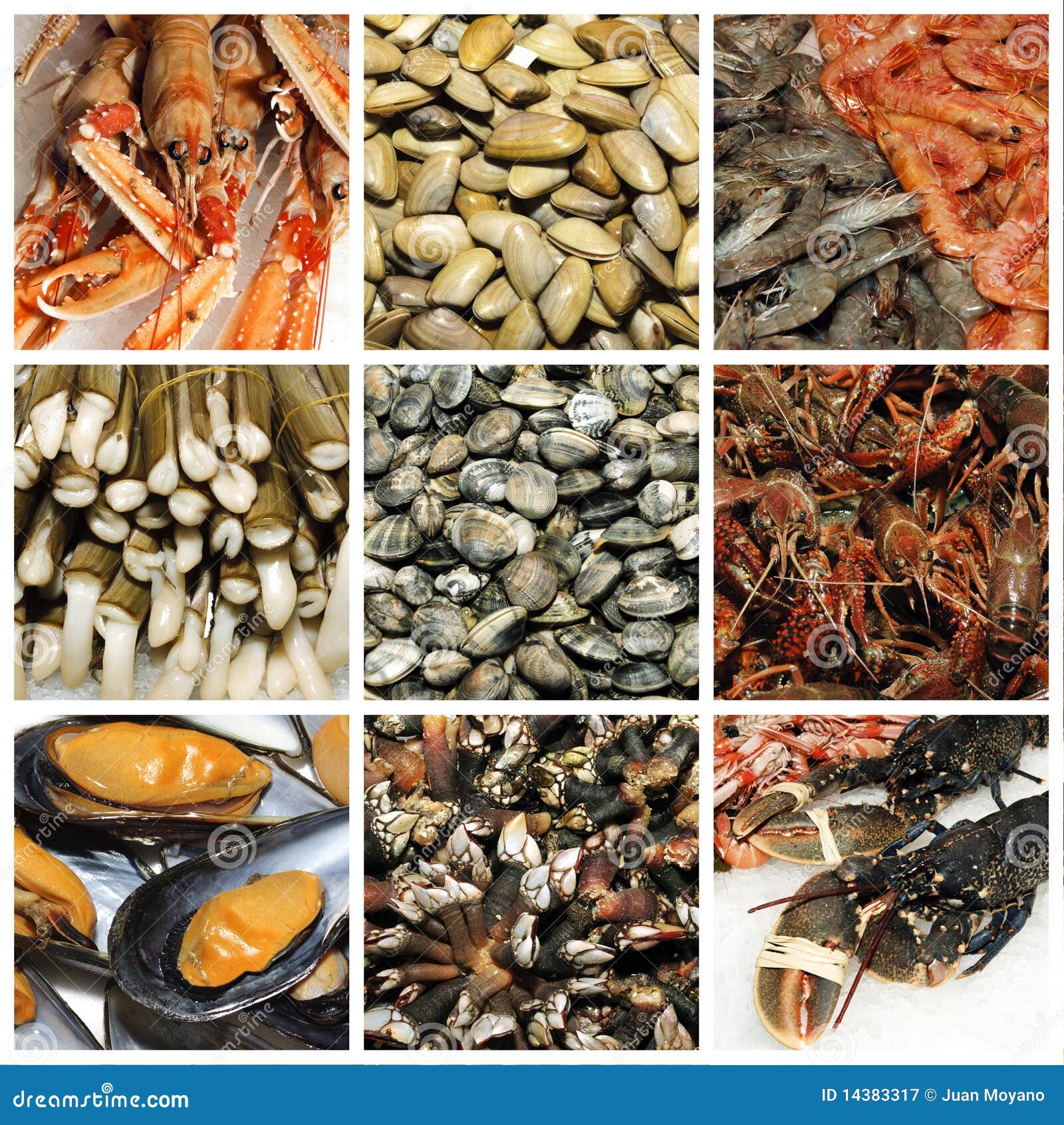 Seafood collage stock image. Image of crustacean, health - 14383317