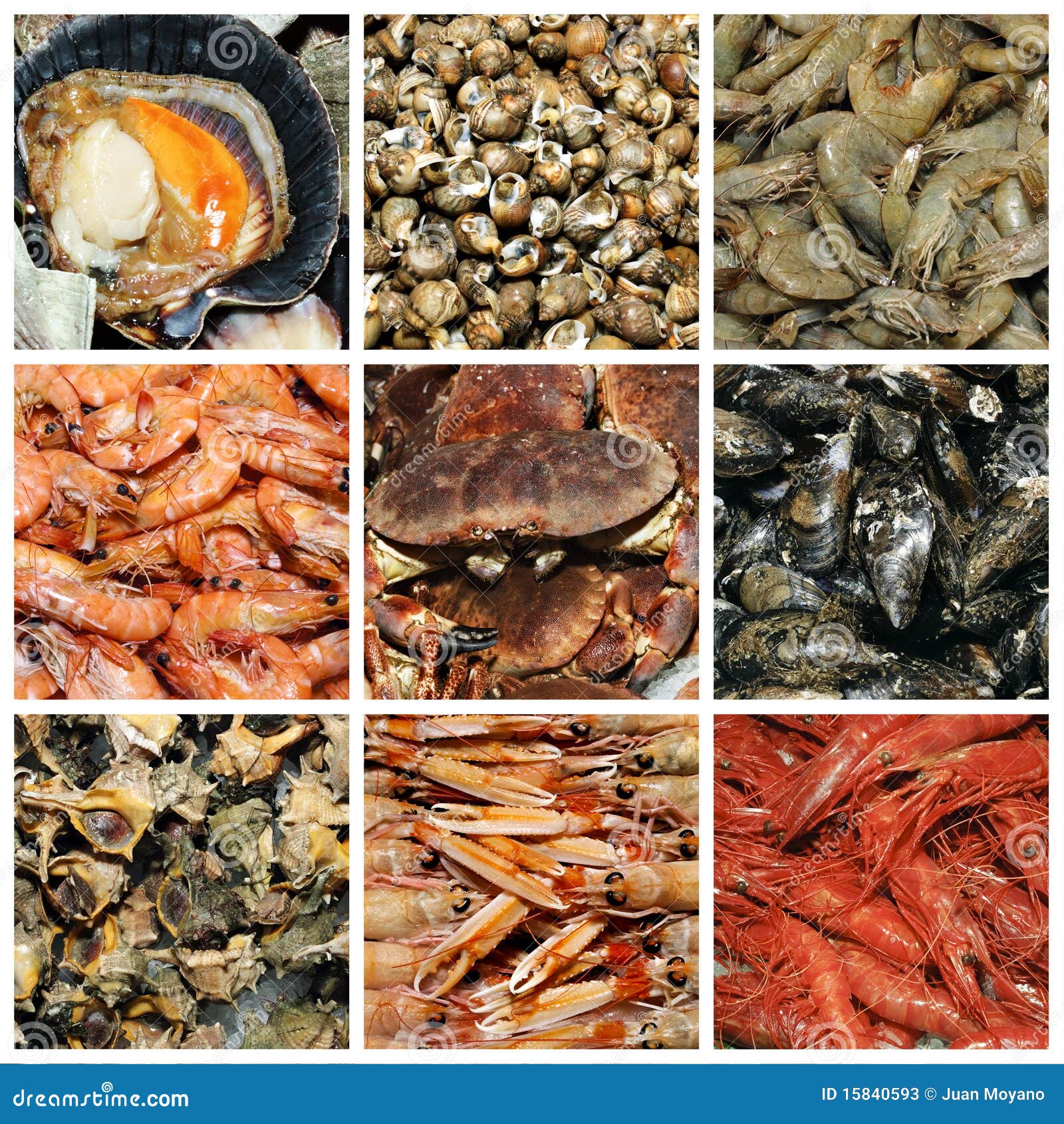 Seafood collage stock image. Image of lunch, mussel, black - 15840593