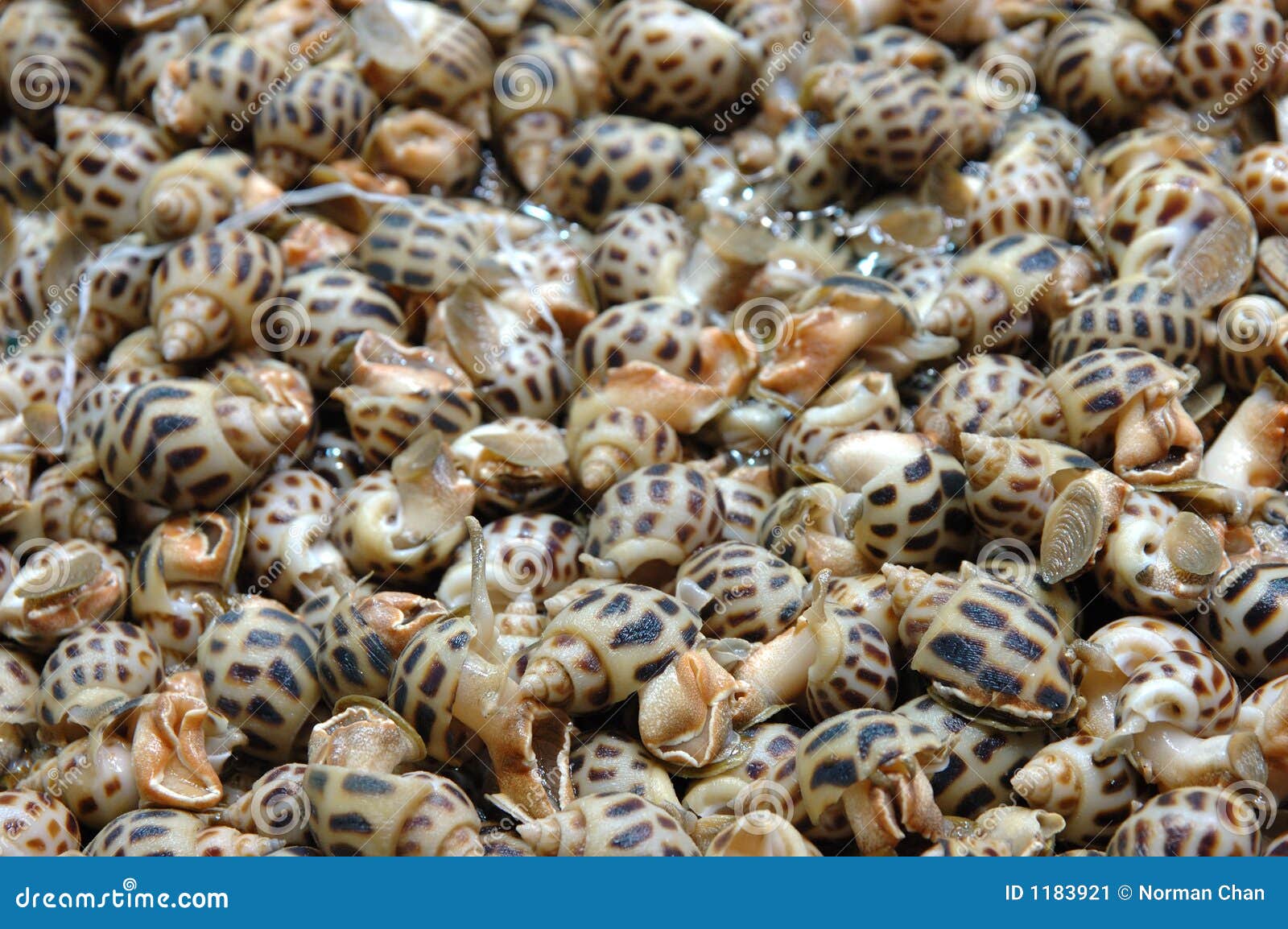 Seafood: Conch stock image. Image of fish, shellfish, restaurant - 1183921