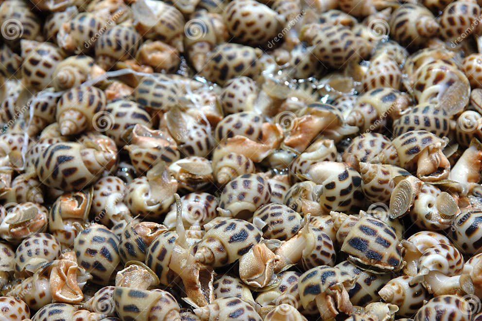 Seafood: Conch stock image. Image of fish, shellfish, restaurant - 1183921