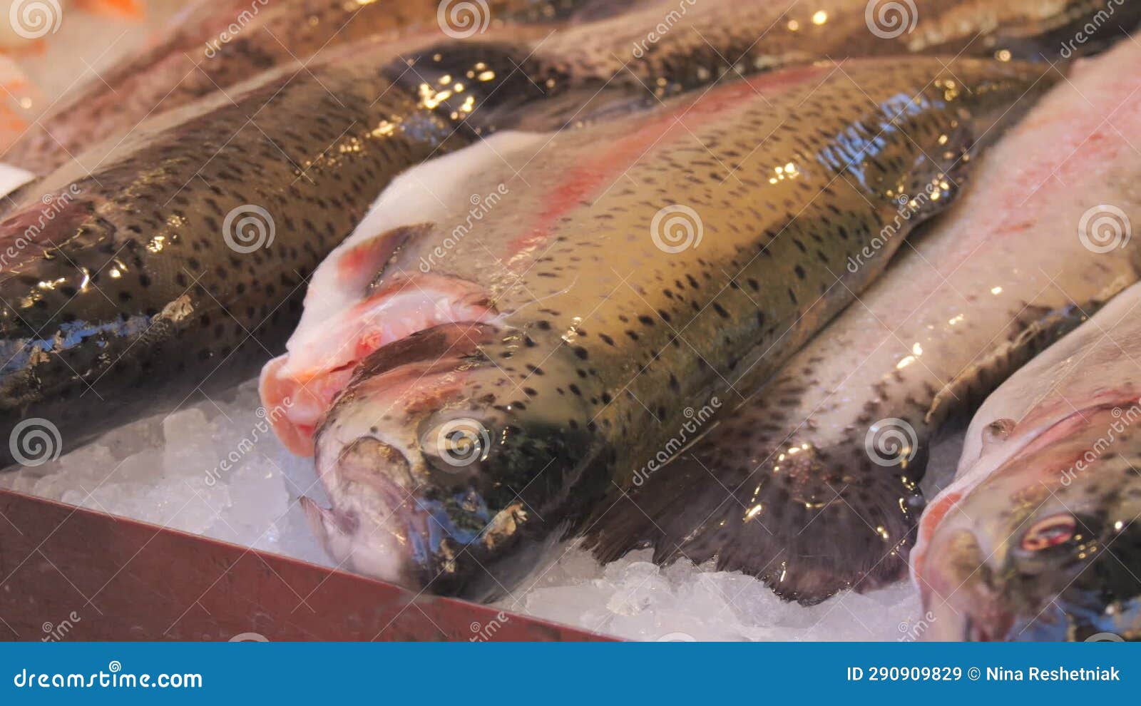 Seafood Fish Market. Fish on the Counter. Close Up View. Stock Video ...