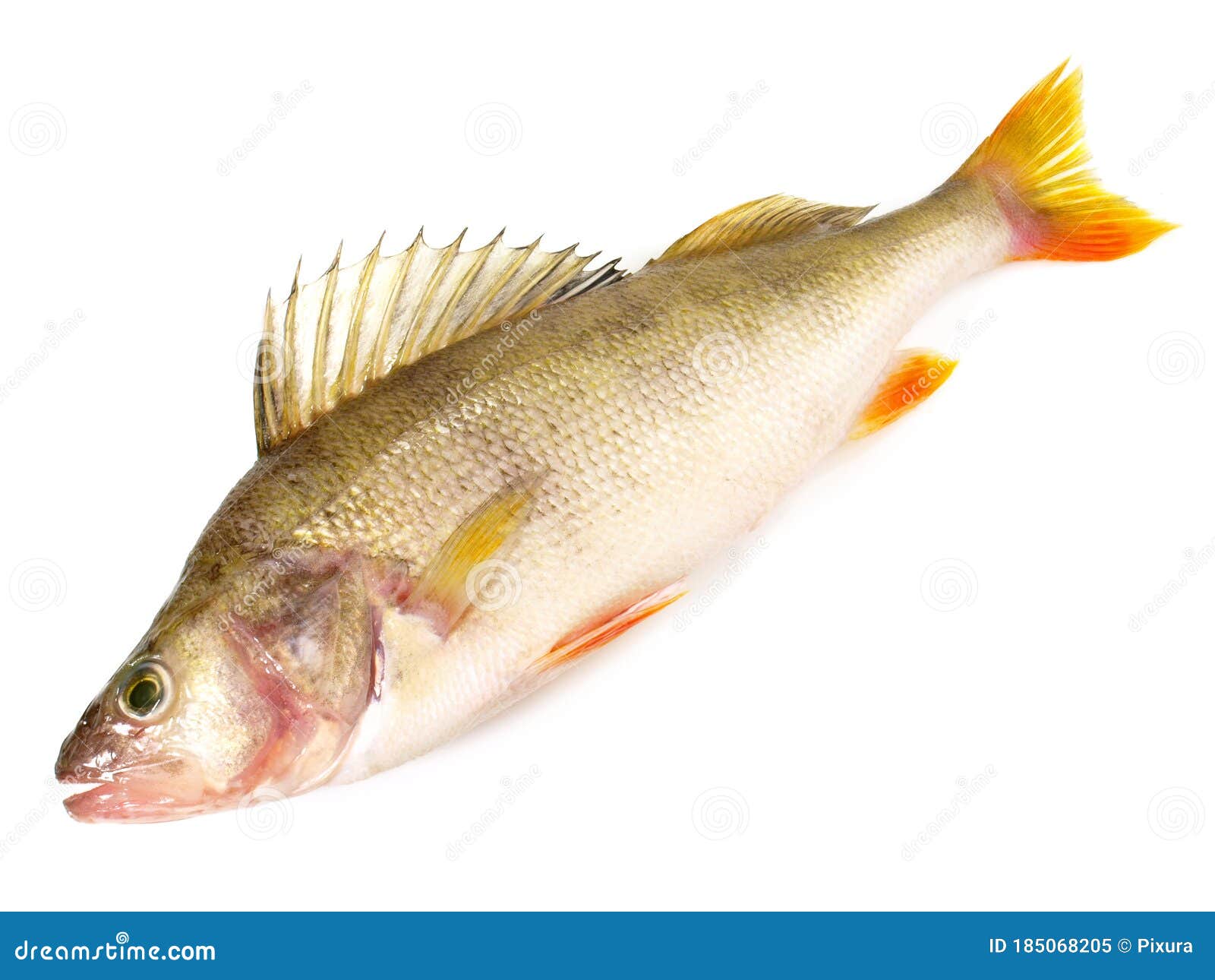 Seafood - Fresh Fish - Perch Isolated on White Background Stock Image ...