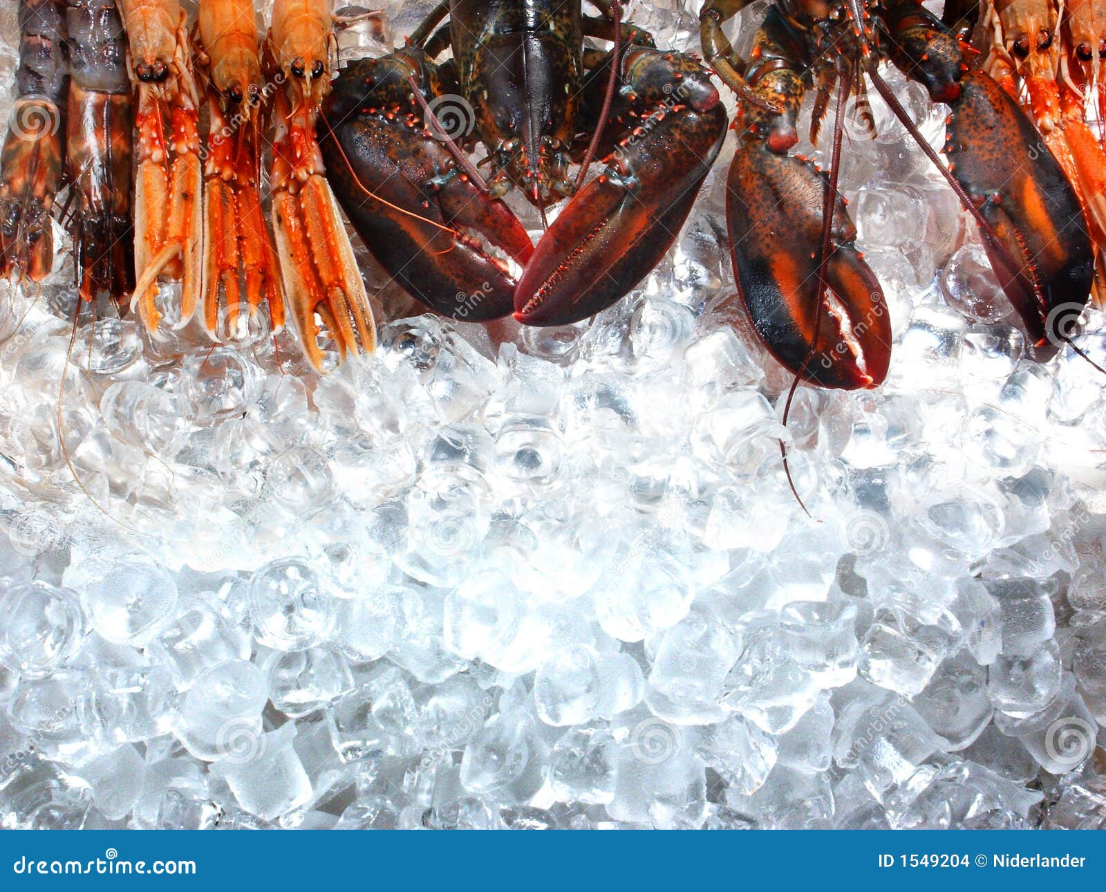 Seafood on ice stock photo. Image of claw, cuisine, delicacy - 1549204