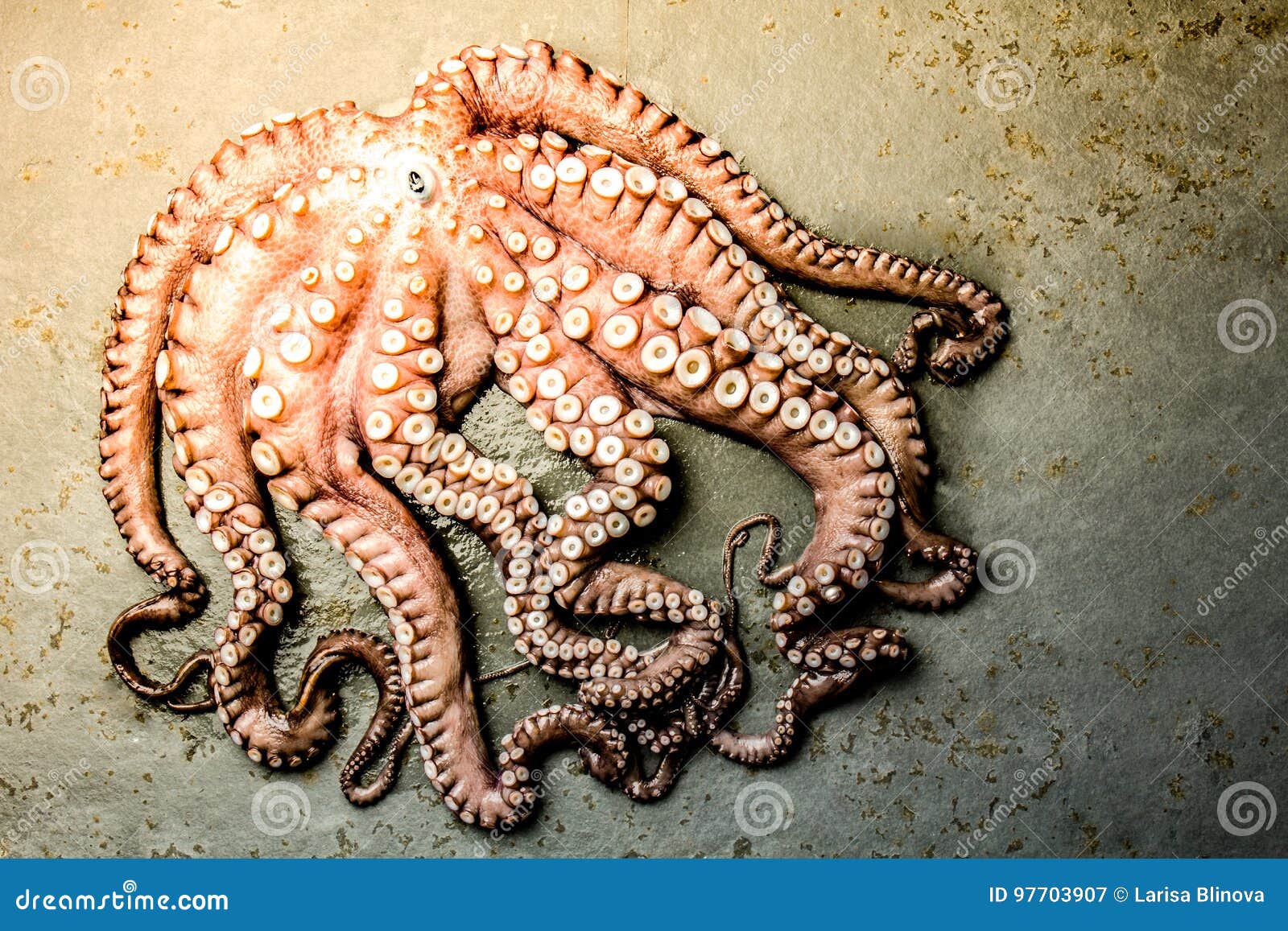 Seafood Octopus. Whole Fresh Raw Octopus on Gray Slate Background, Top ...