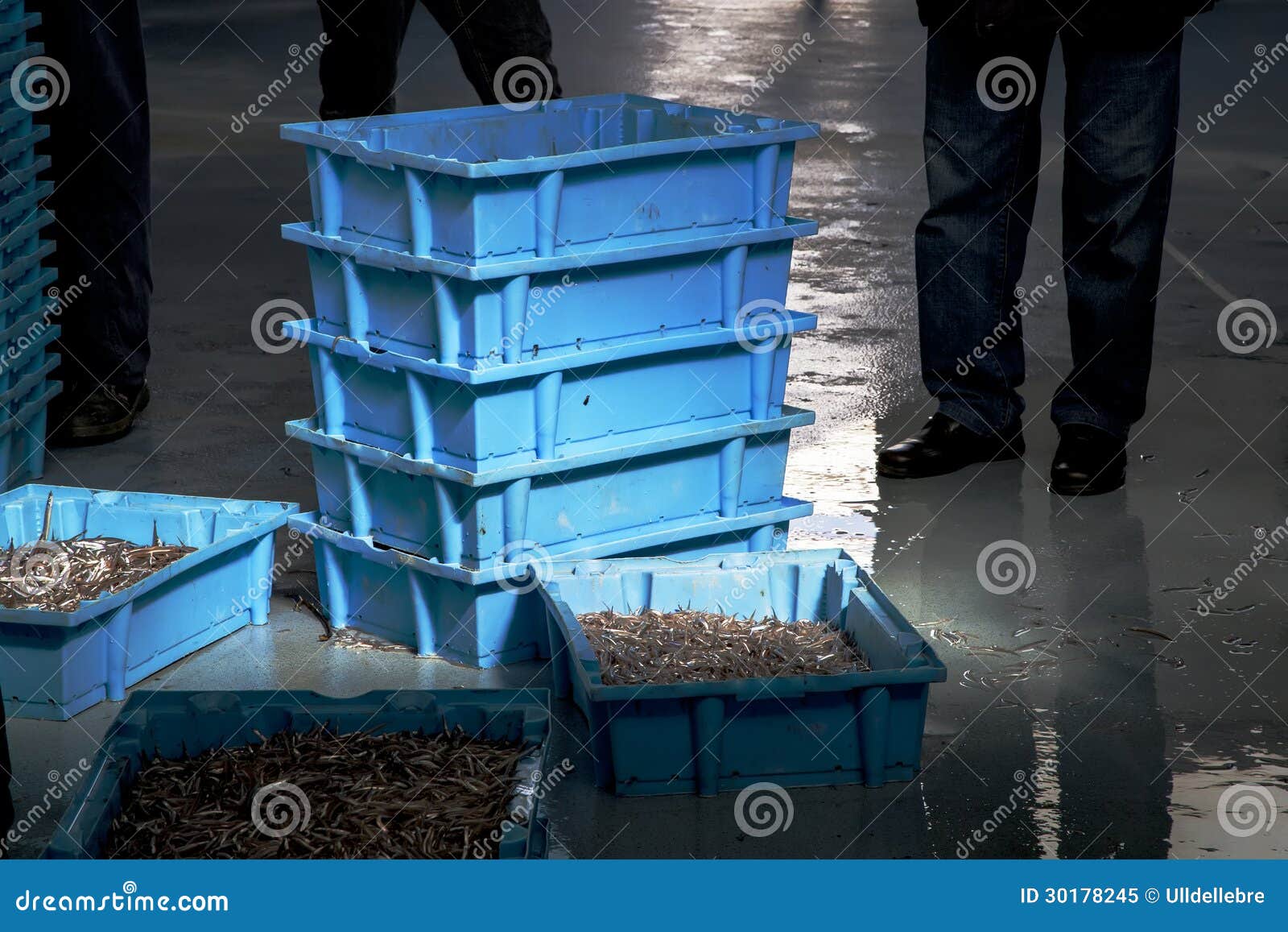 Fish auction ready stock image. Image of maresme, ligth - 30178245