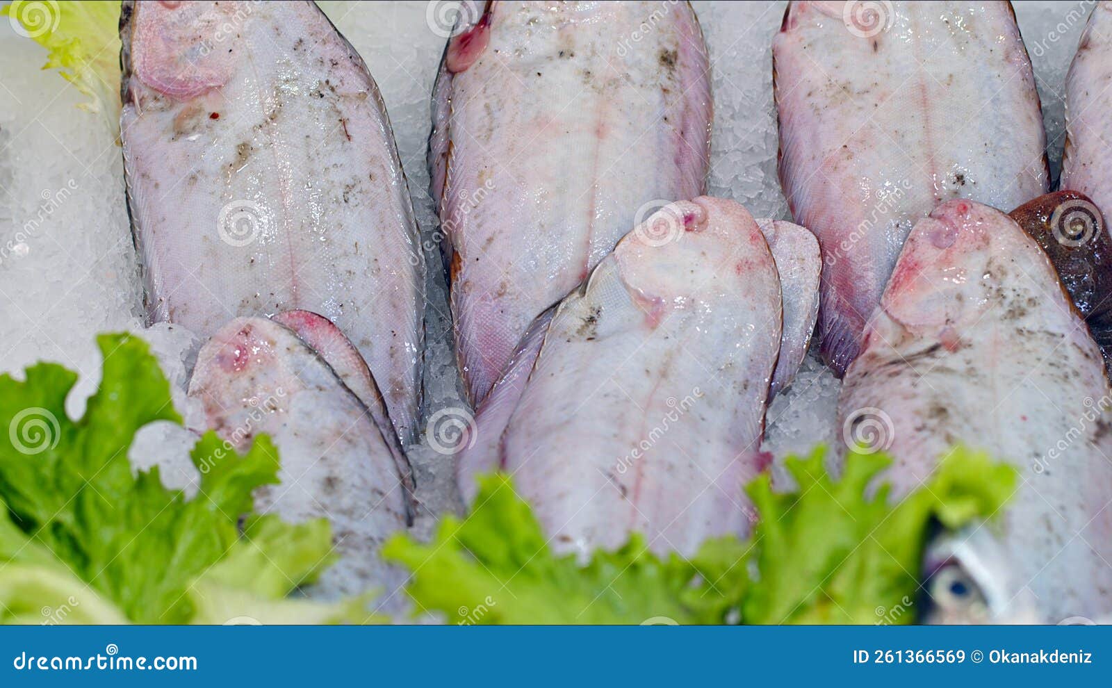 Seafood Raw Fish on a Market Store Stock Image - Image of gourmet ...