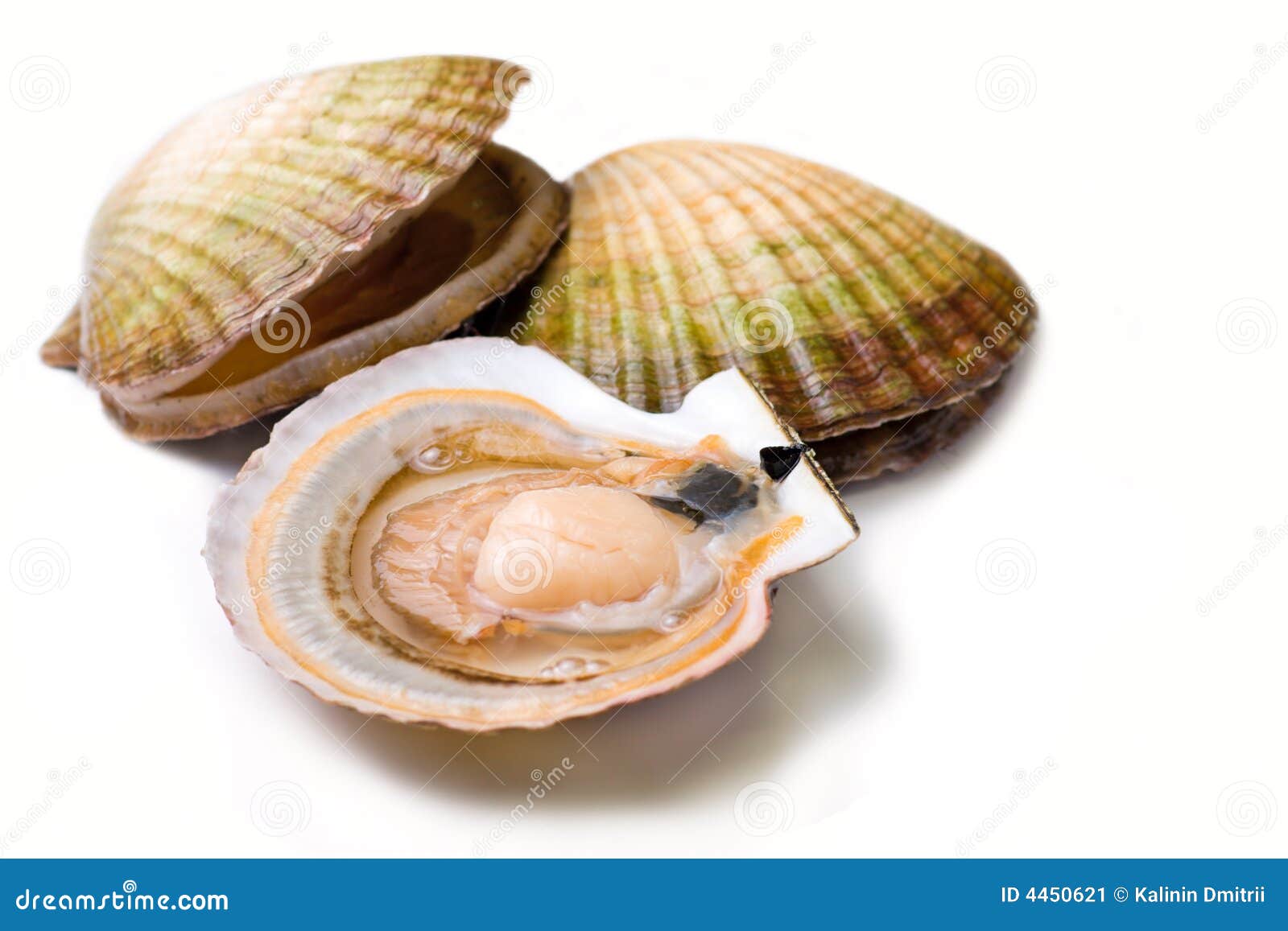 Seafood: Scallops stock image. Image of closeup, bright - 4450621