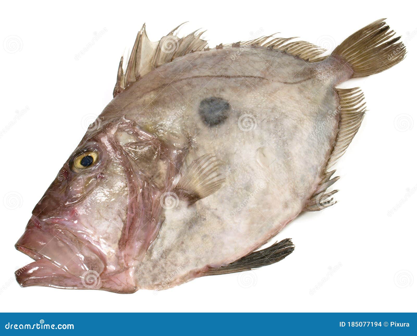 Seafood - Whole St. Pierre Fish Raw Isolated on White Background Stock ...