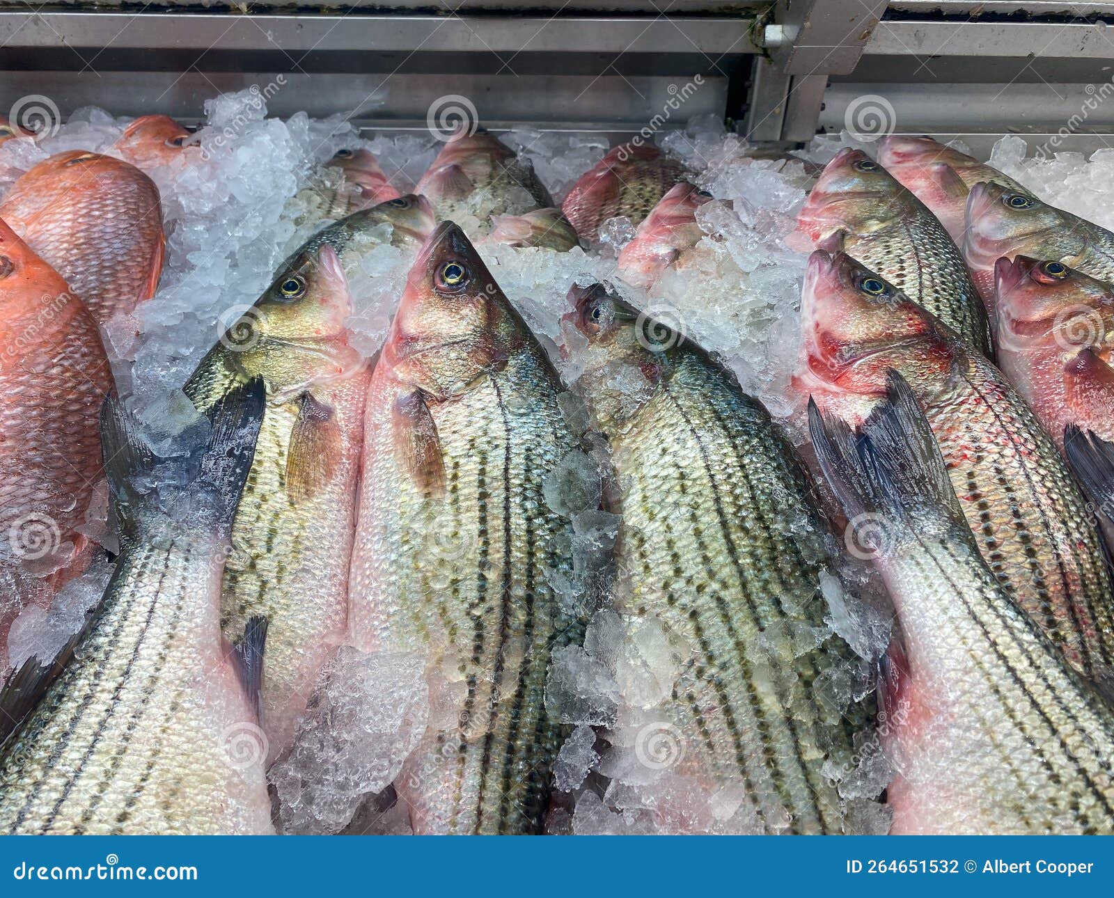 Seafood Tilapia Fish on Ice, Grocery Store Seafood Aisle Stock Photo ...