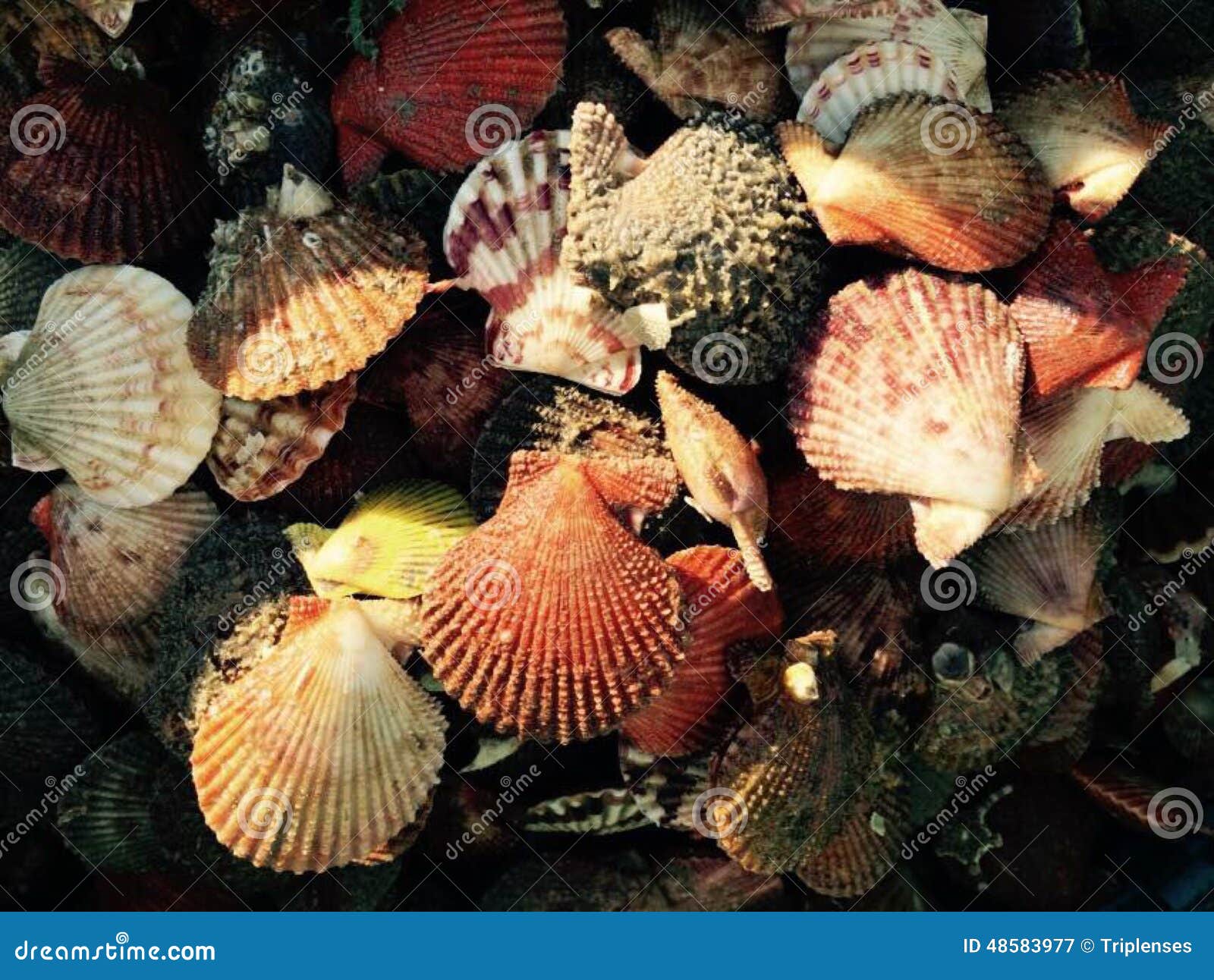 Seafood stock image. Image of beach, seafood, hard, shell - 48583977