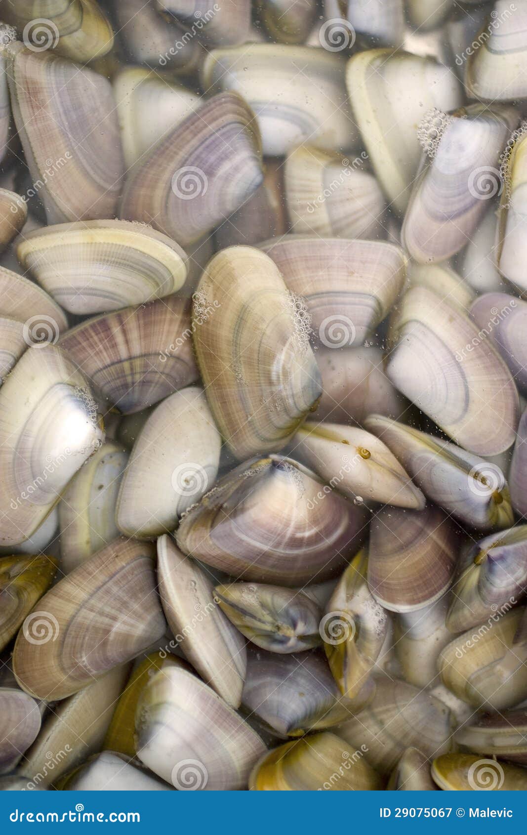 Seafood in water stock image. Image of seashell, shellfish - 29075067