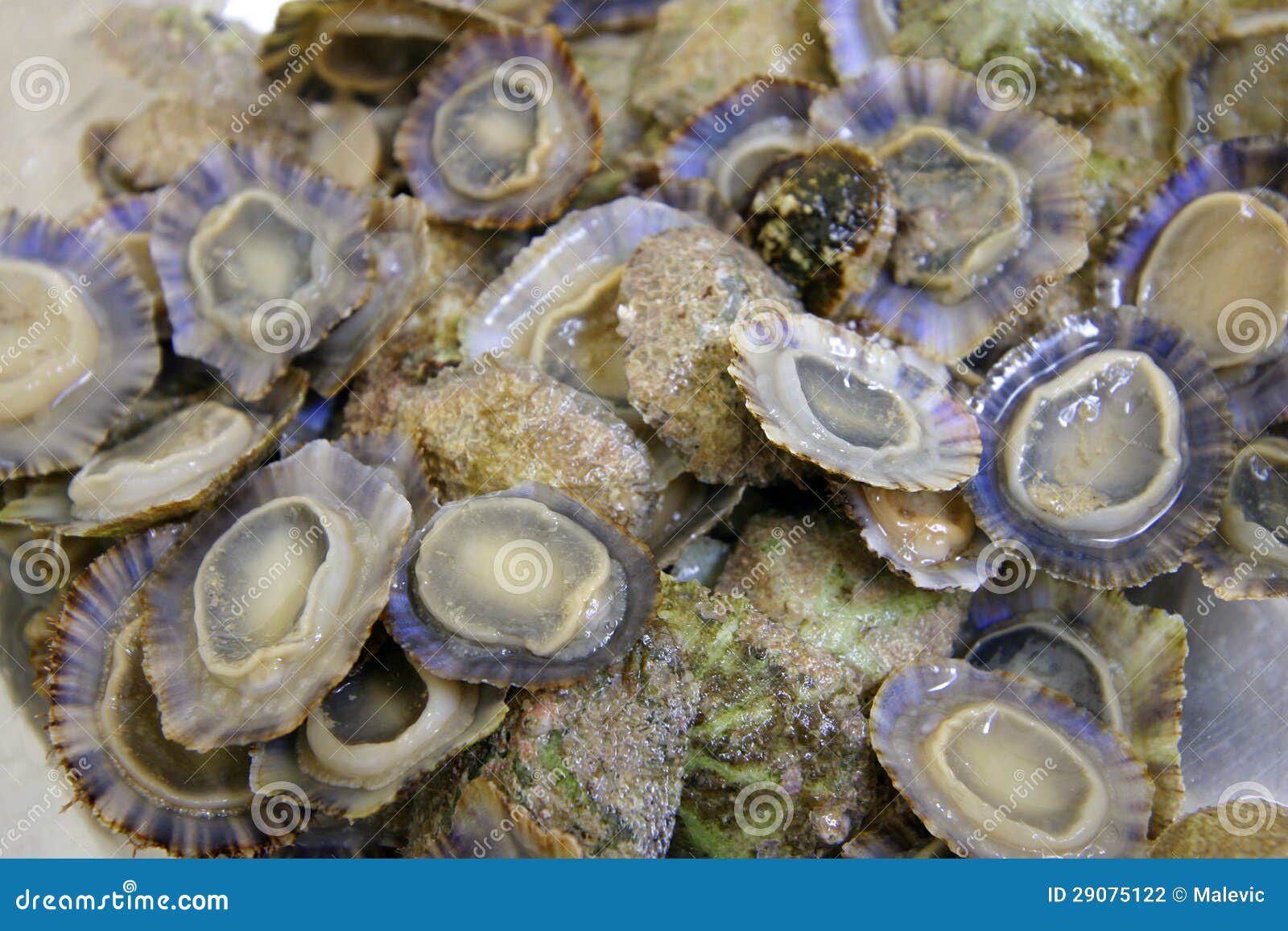 Seafood in water stock photo. Image of seashell, aquatic - 29075122