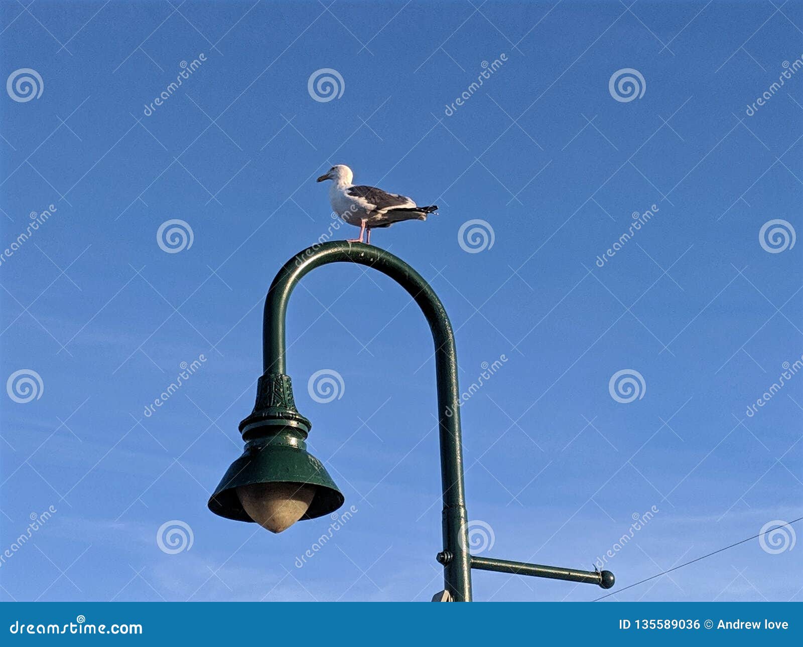 Seagull light post stock photo. Image of seafull, post - 135589036
