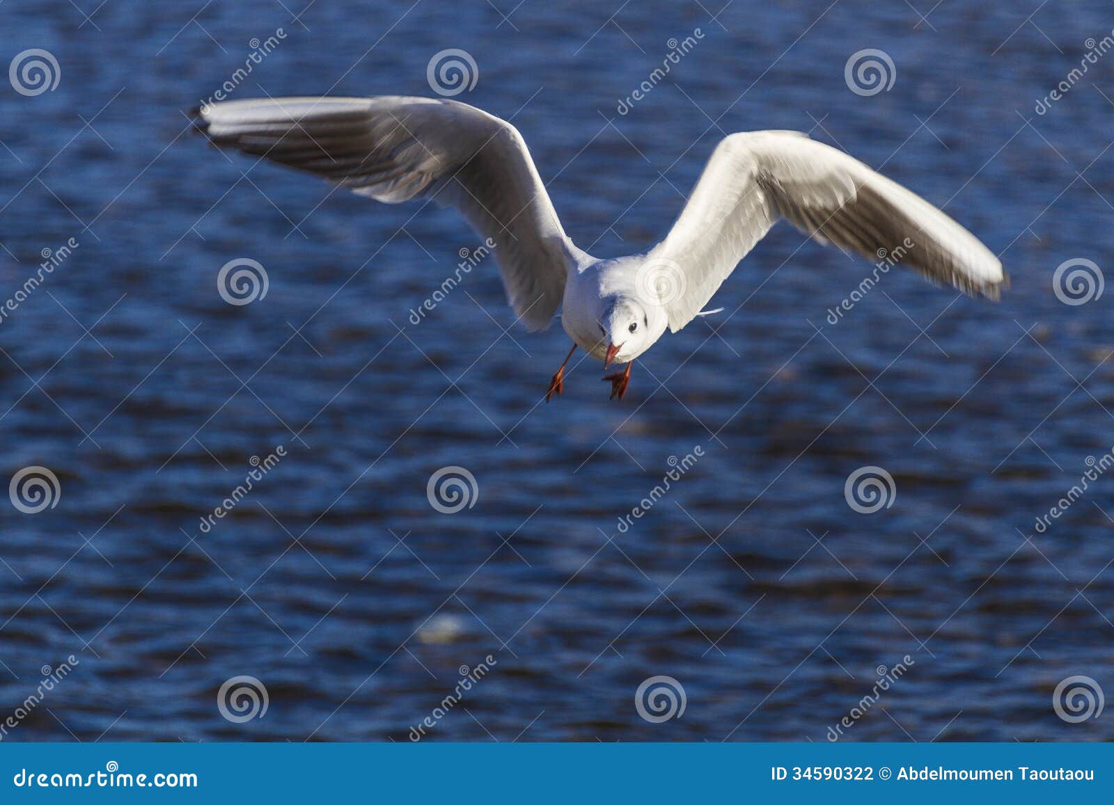 Seagal stock photo. Image of beautiful, seagall, flying - 34590322