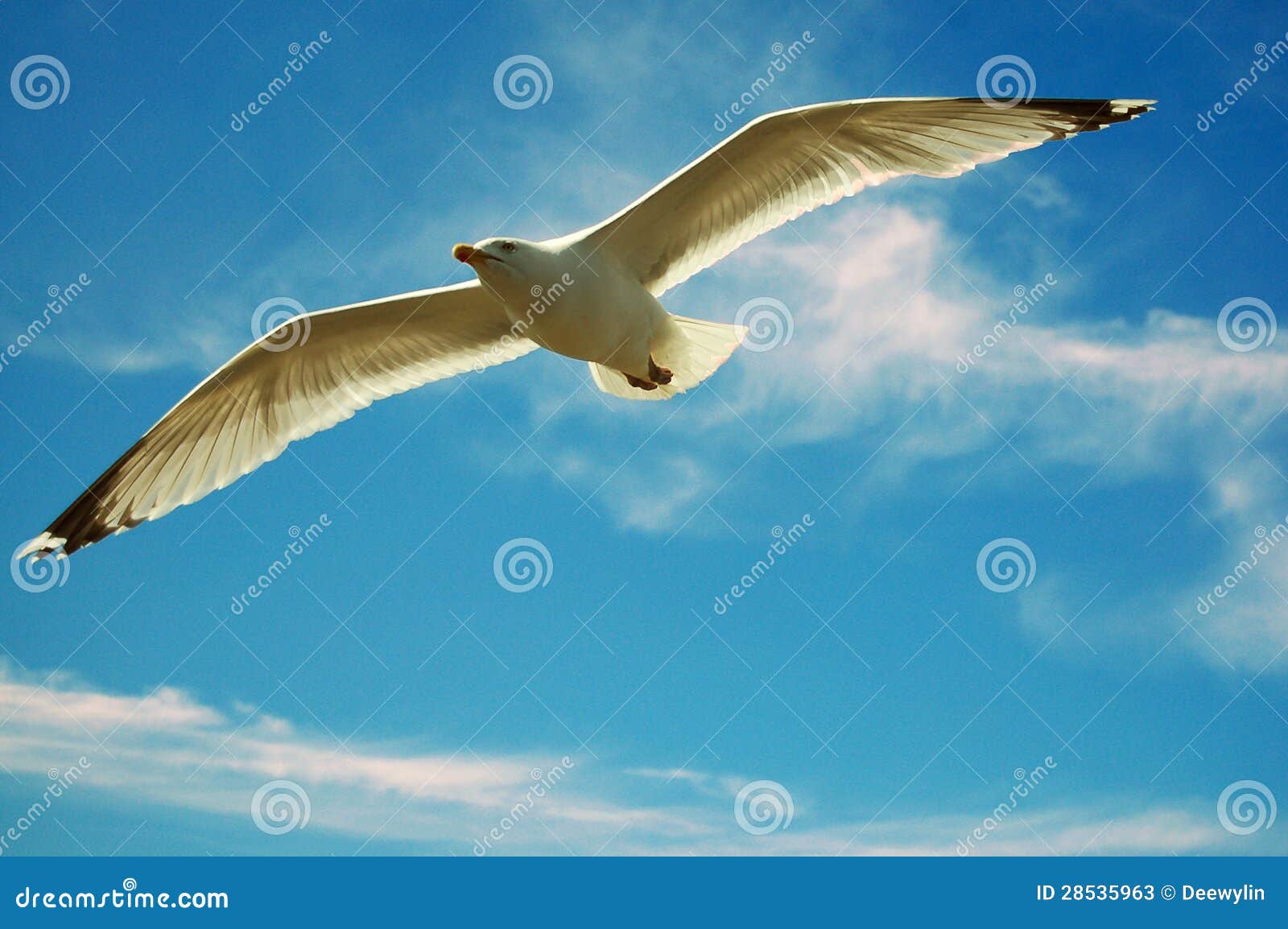 Seagle imagen de archivo. Imagen de salvaje, ambiente - 28535963