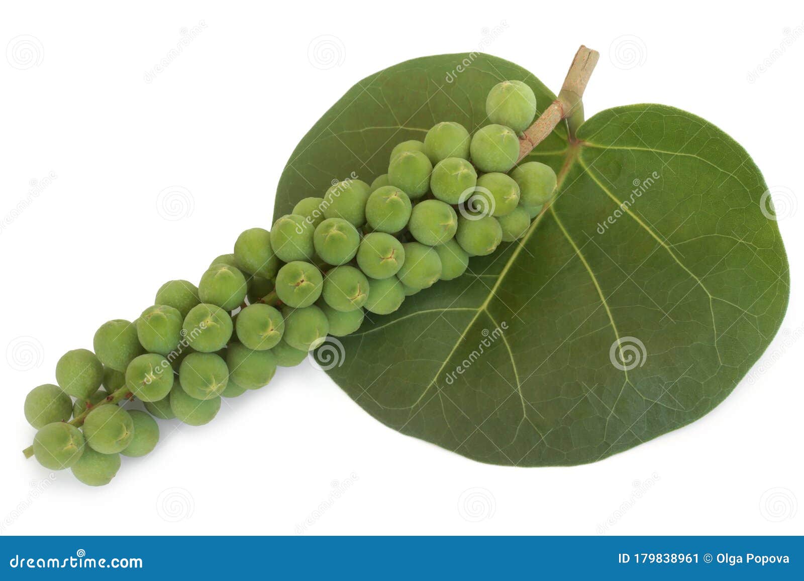 Seagrape Coccoloba Uvifera Fruit with Leaf Stock Image - Image of juice ...