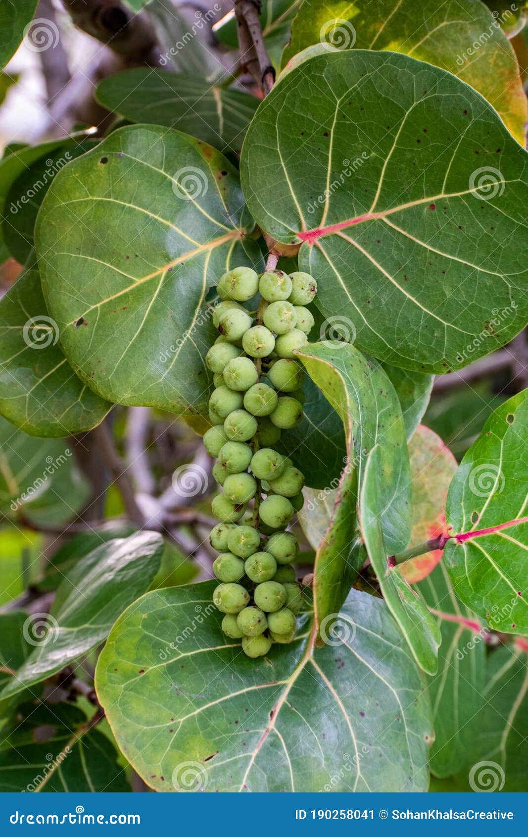 Seagrape Leaves and Fruit on the Tree in Florida. Tropical Plant with ...