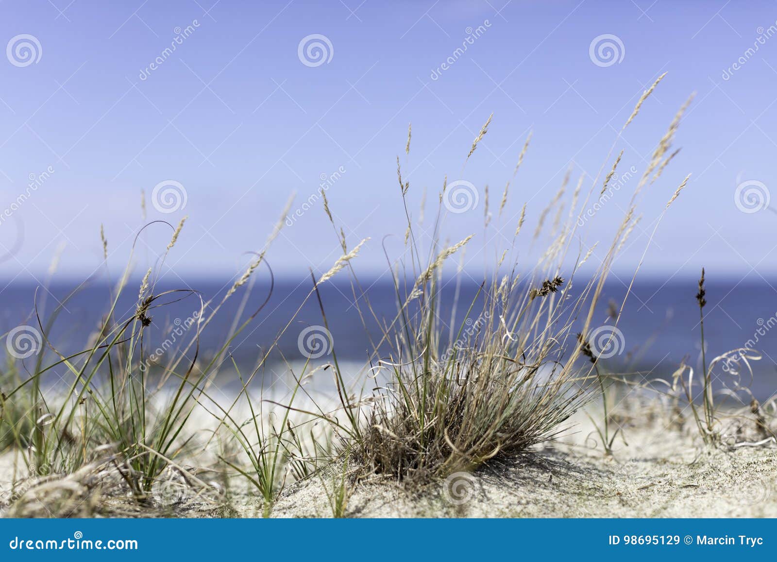 Seagrass on the beach stock image. Image of wave, gras - 98695129