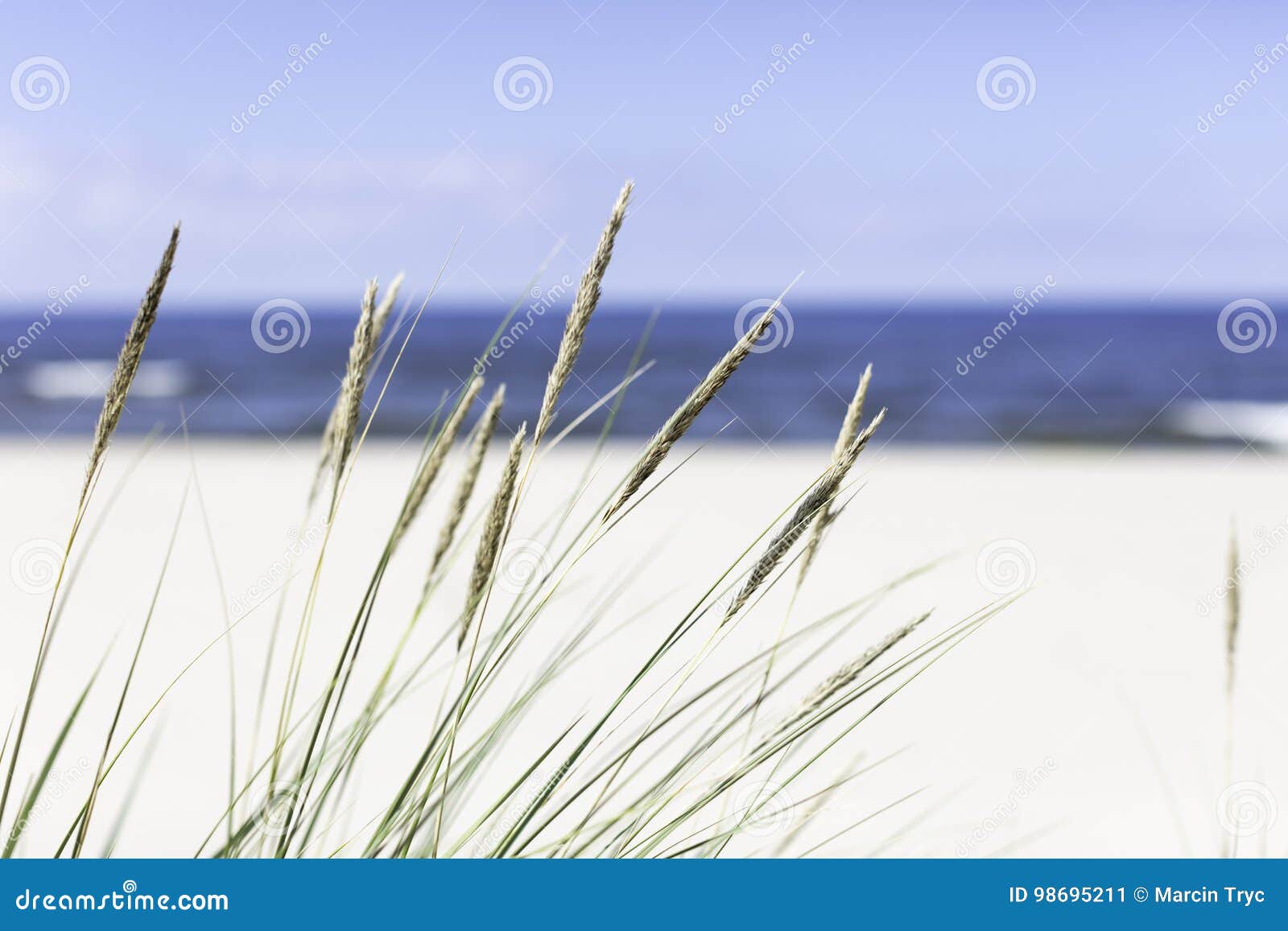 Seagrass on the beach stock image. Image of baltic, detail - 98695211
