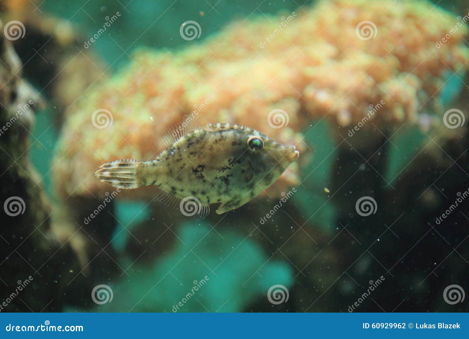 Seagrass filefish stock photo. Image of filefish, nature - 60929962