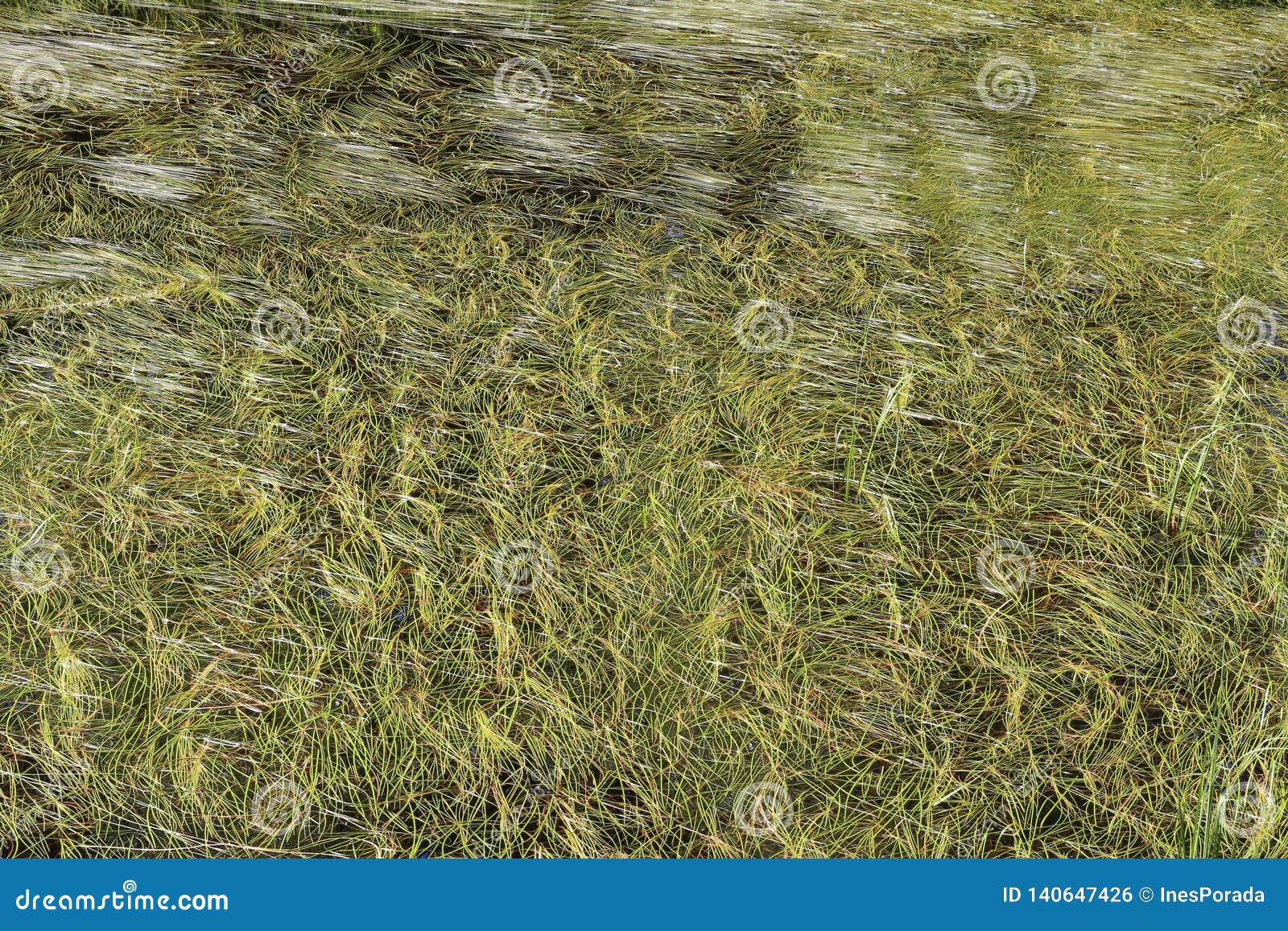 Seagrass Floating on Pond Water Stock Photo - Image of backdrop, detail ...